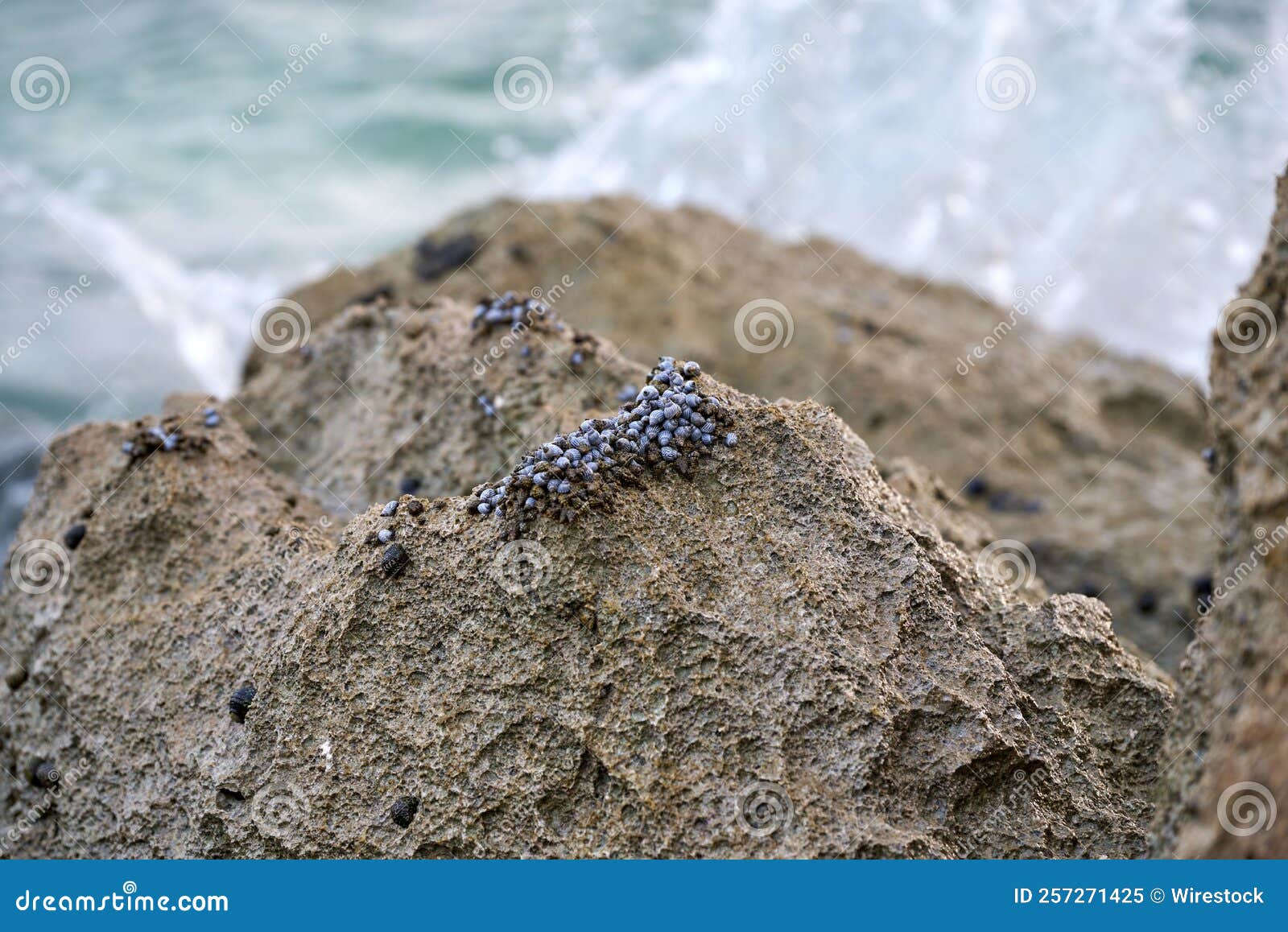 Closeup of a Rock with Small Seashells. Stock Image - Image of shallow ...