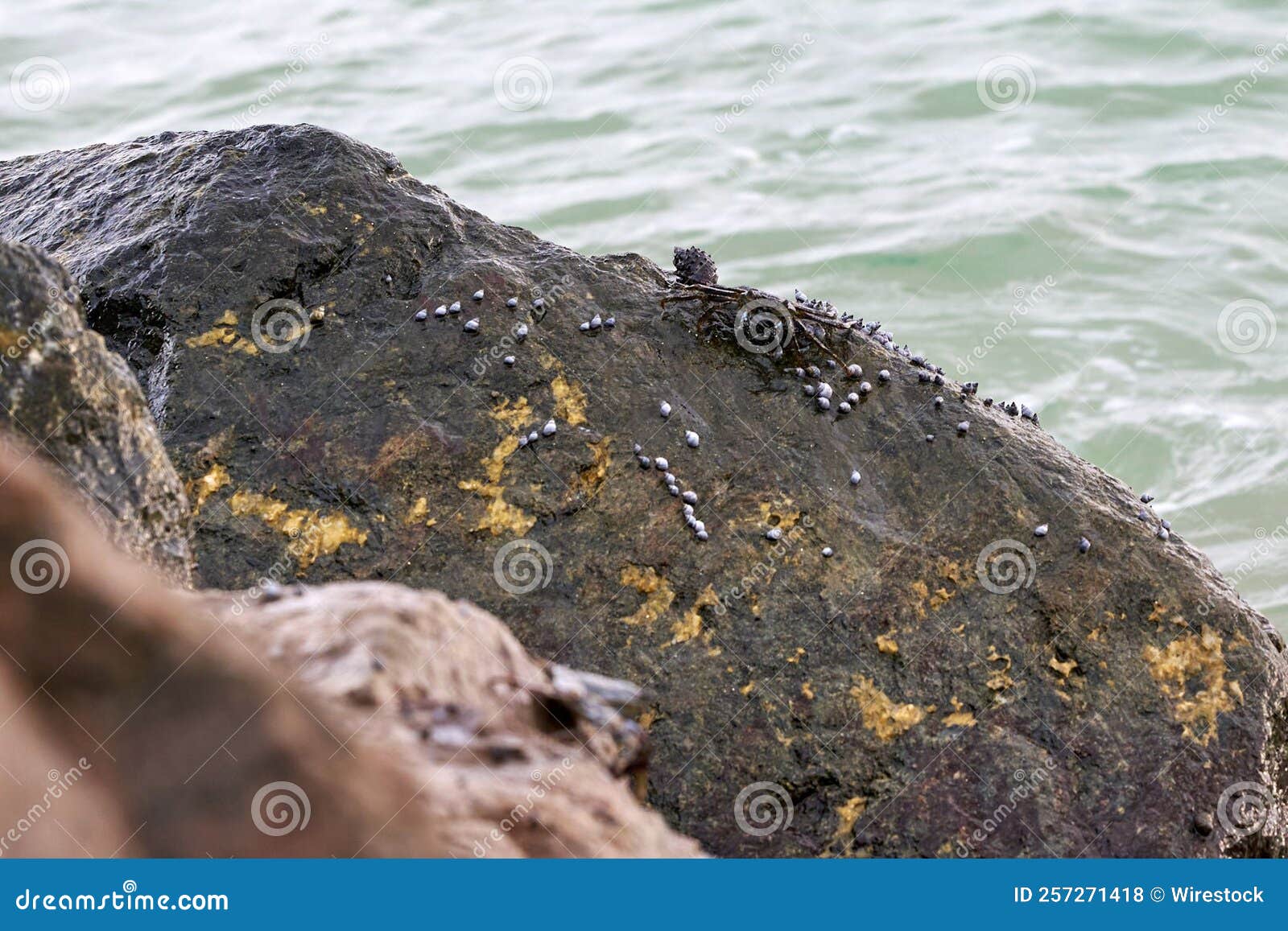 Closeup of a Rock with Small Seashells and a Crab. Stock Photo - Image ...