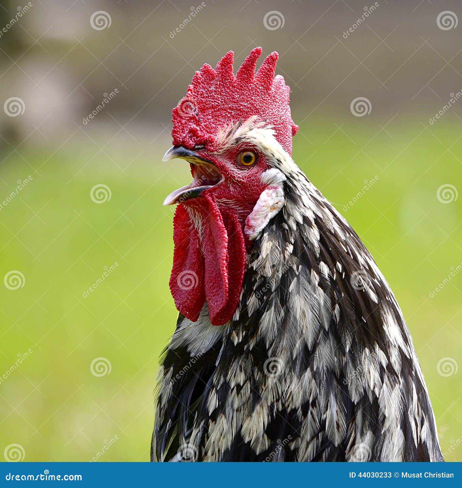 Closeup rooster crowing stock image. Image of rooster - 44030233