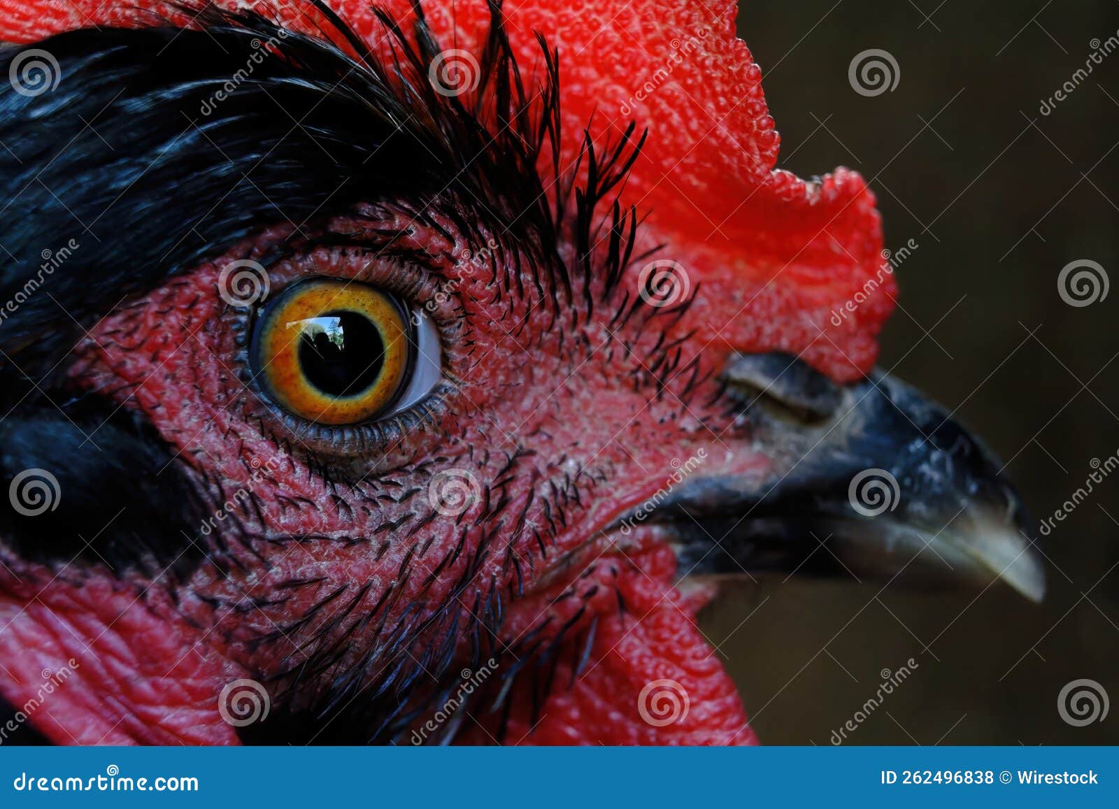 Closeup of a rooster eye stock photo. Image of look - 262496838