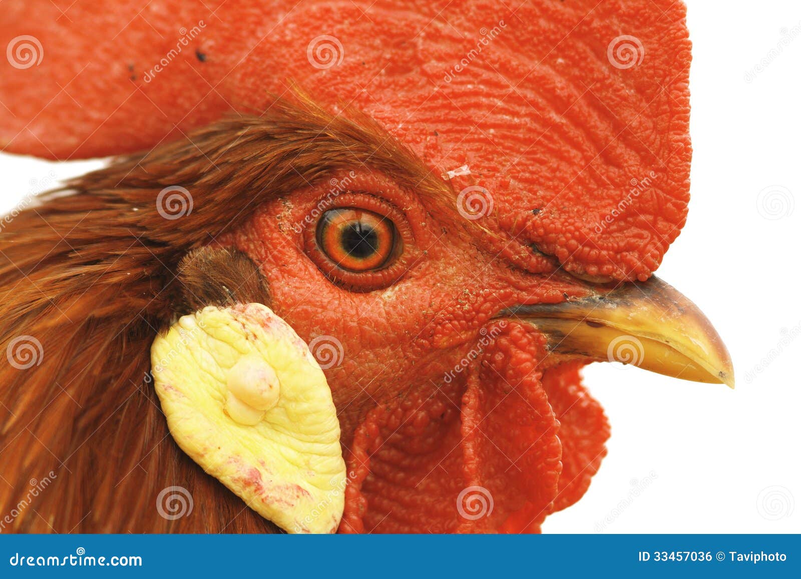 Closeup of rooster eye stock photo. Image of feather - 33457036