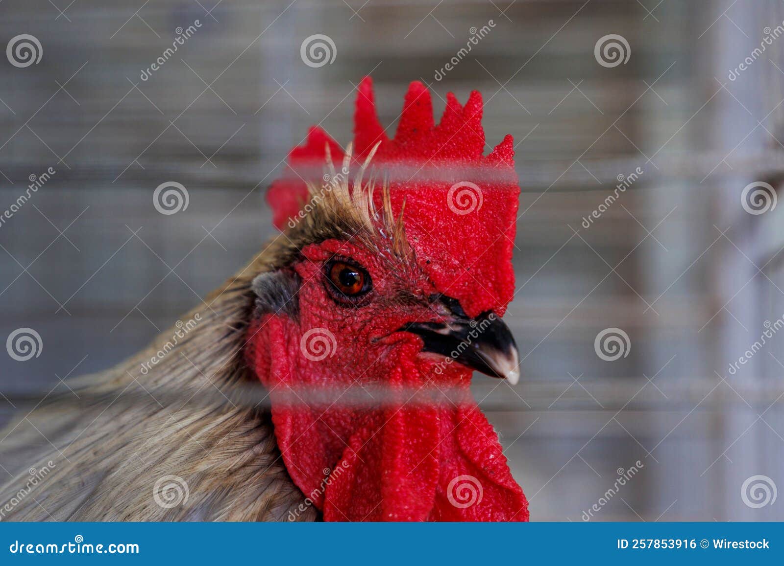 Closeup of a Rooster Inside a Cage Stock Photo - Image of feather ...