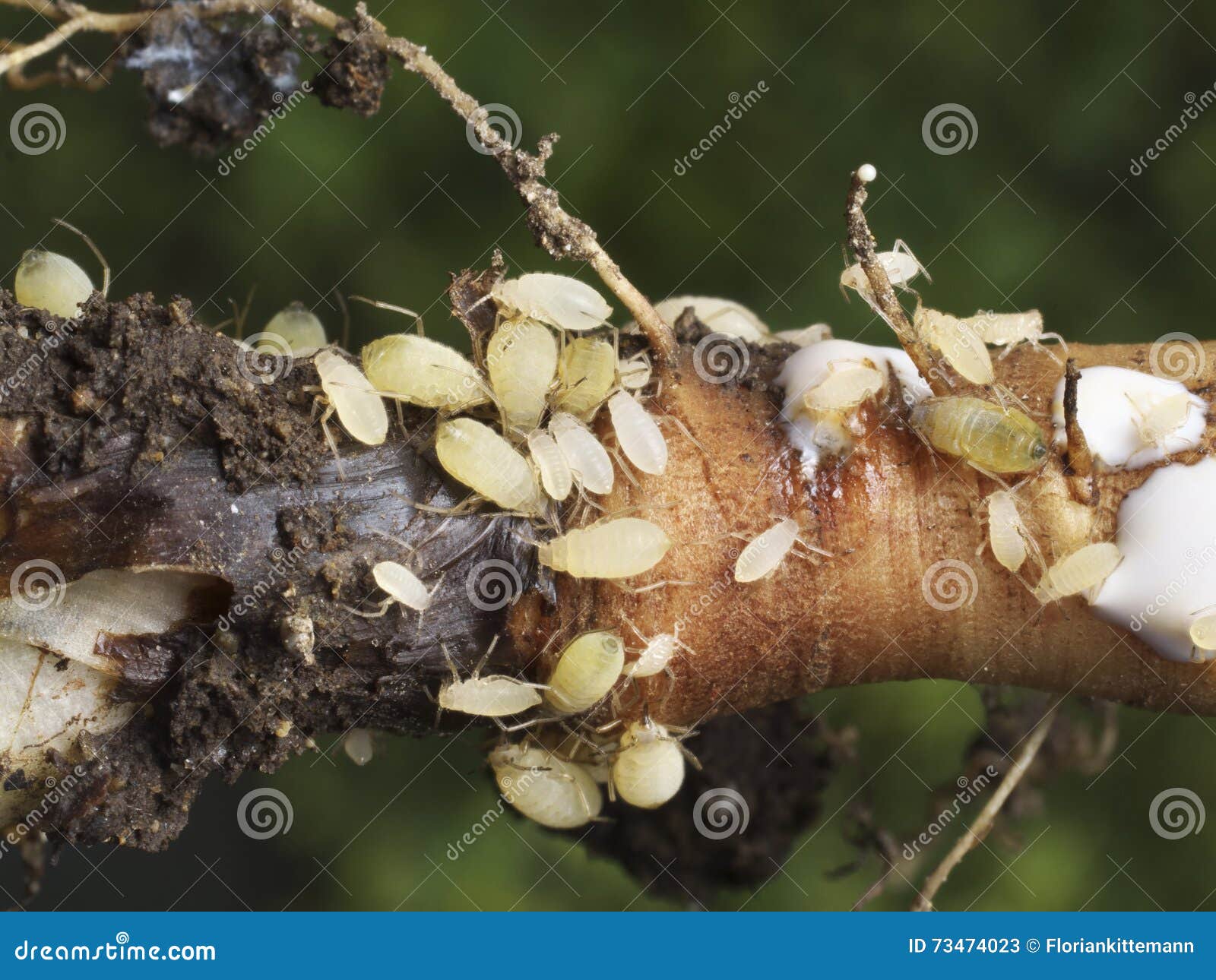 Closeup of root apids stock image. Image of close, growth - 73474023