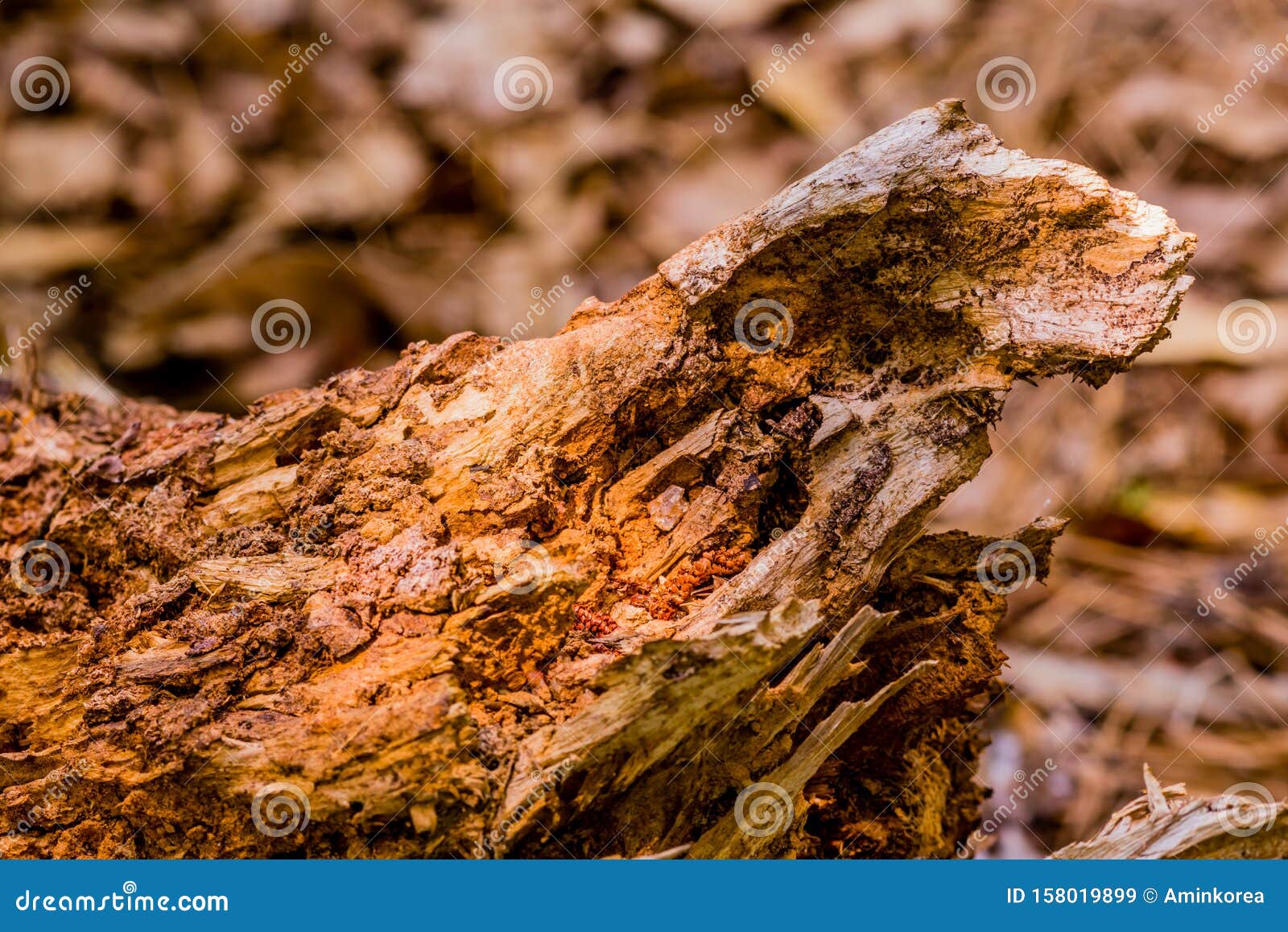 Root end of fallen tree stock image. Image of landscape - 158019899