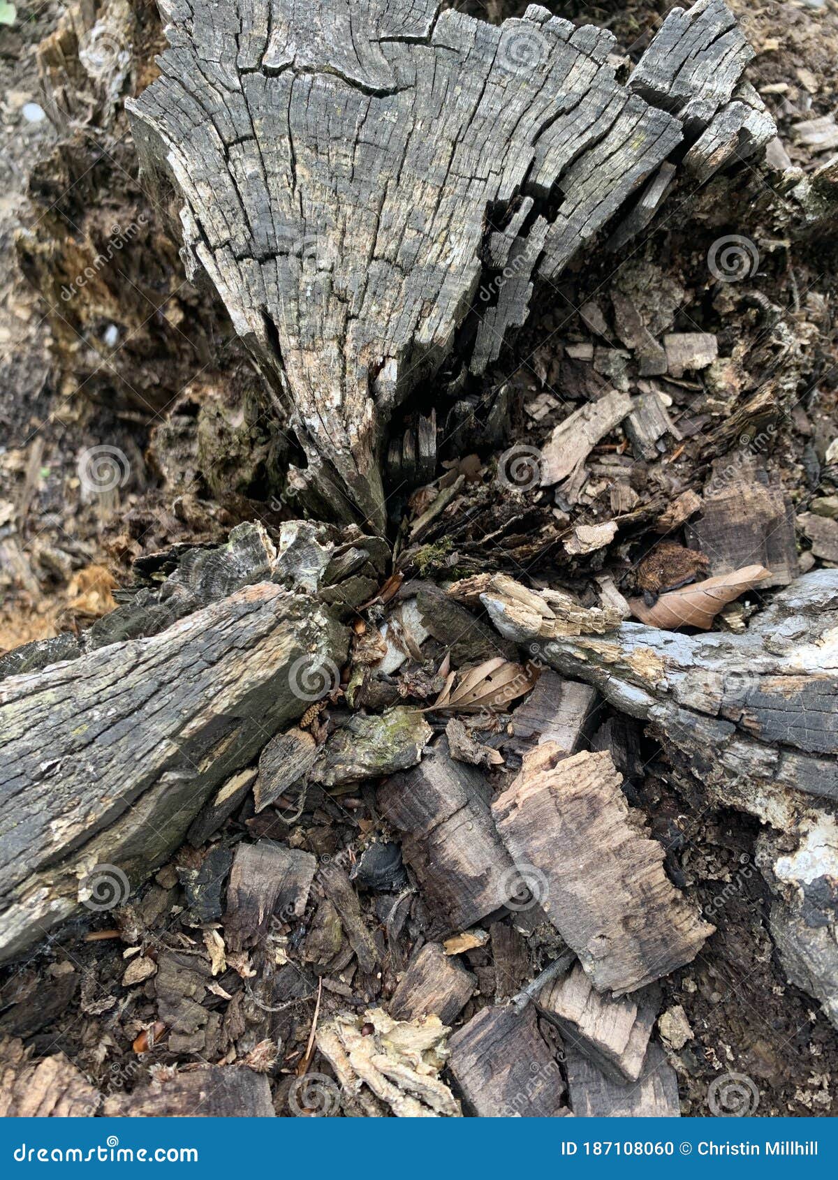 Tree Root Pattern, Wooden Texture Stock Photo - Image of forest ...