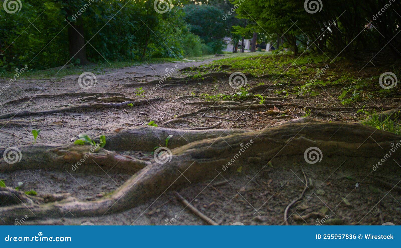 Closeup of the Roots of a Tree on the Ground of a Forest Stock Photo ...