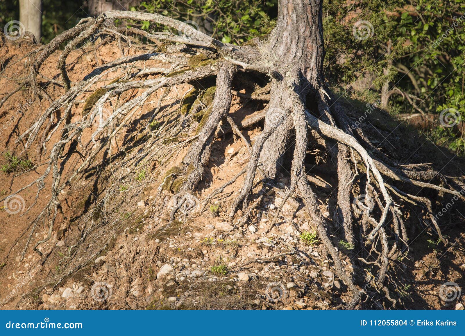 Closeup Roots of Tree on Sandstone Cliff Stock Photo - Image of sunset ...