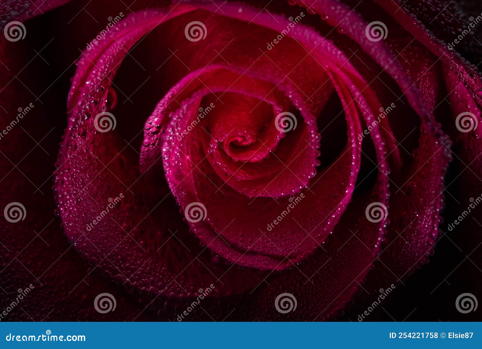 Closeup of Rose Bud in the Water with Water Drops. Stock Photo - Image ...
