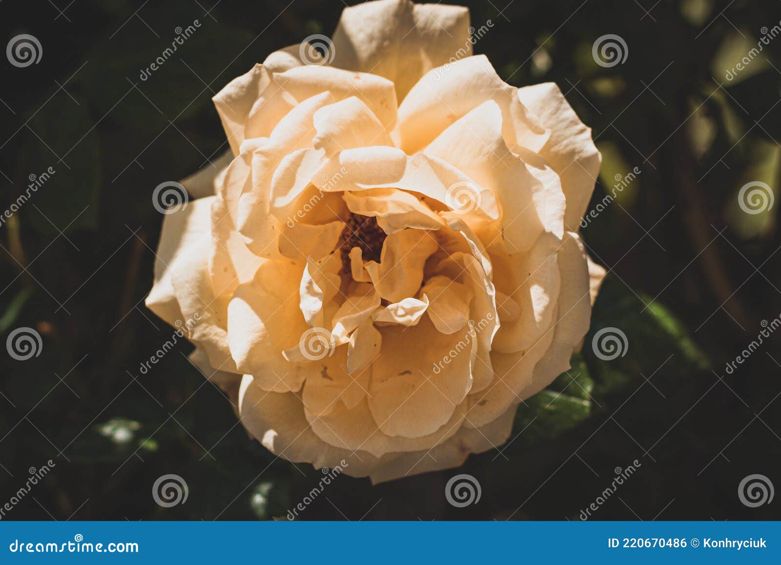 Closeup of the Rose in Cream Color Stock Photo - Image of garden ...