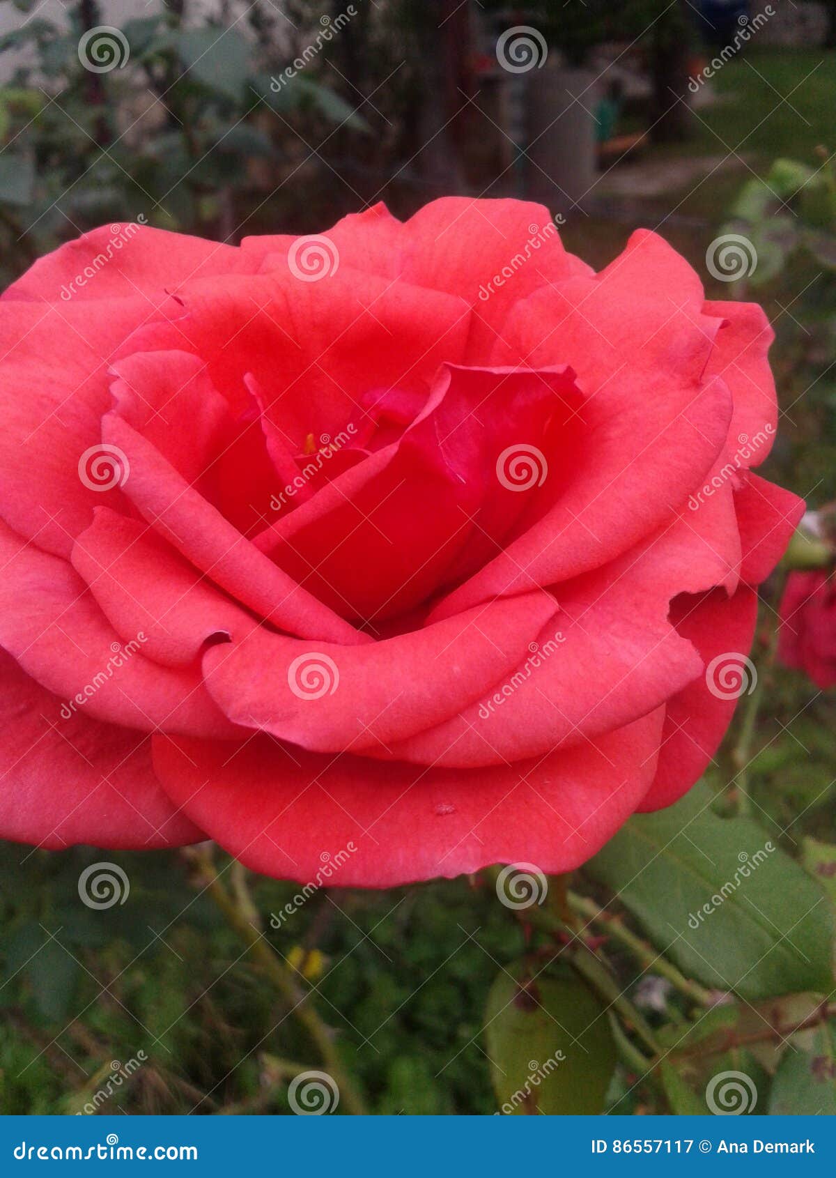 Closeup rose flower stock image. Image of closeup, floral - 86557117