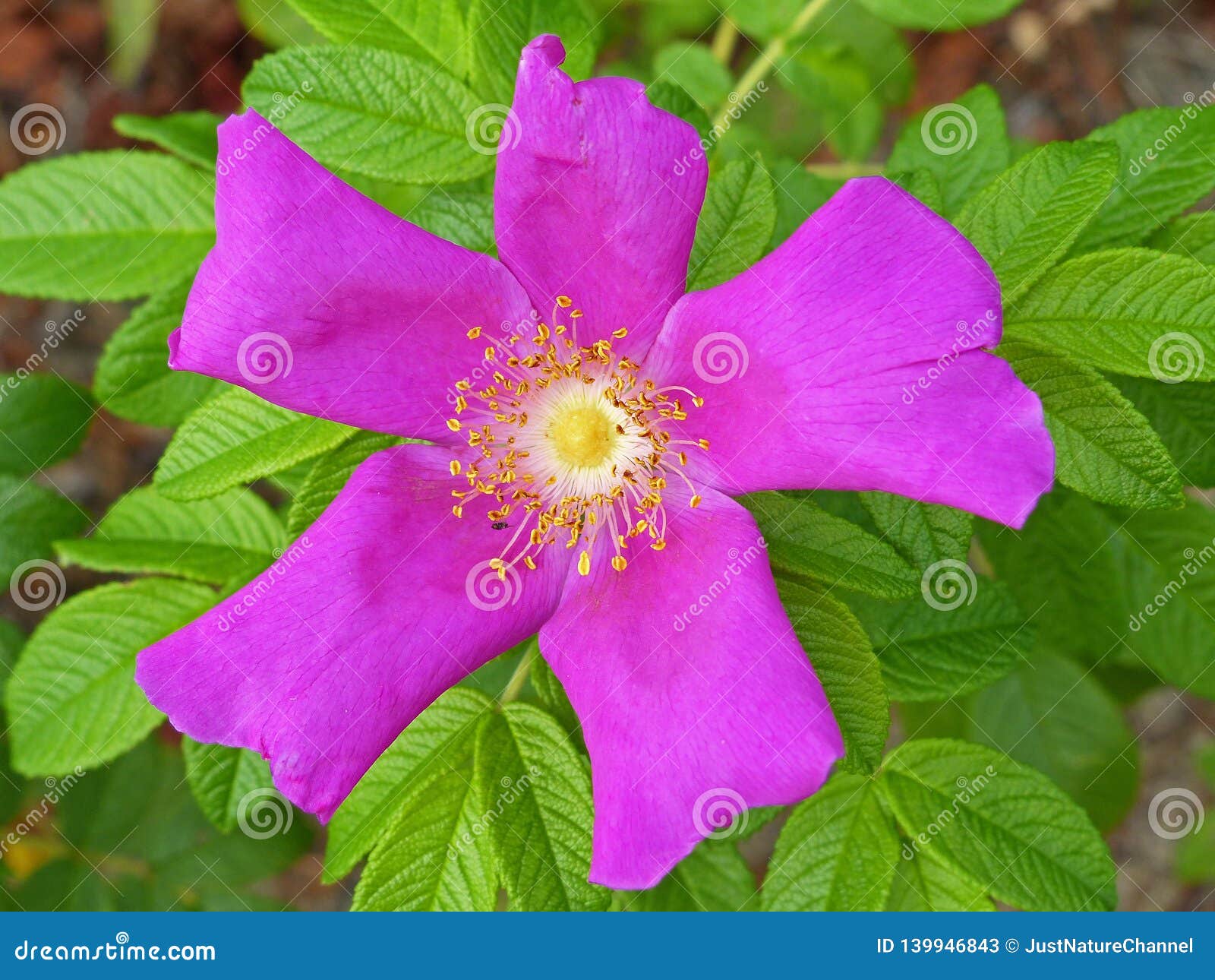 Rose Hips Flower 2 stock image. Image of green, purple - 139946843