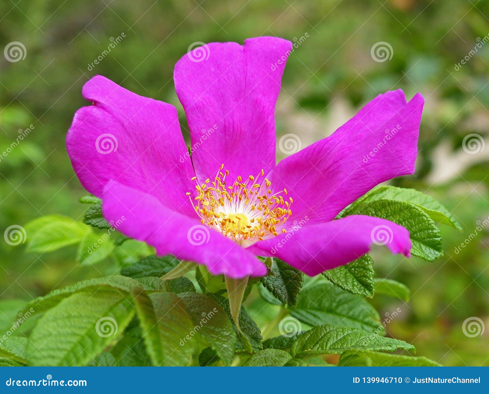 Rose Hips Flower 2 stock photo. Image of purple, yellow - 139946710