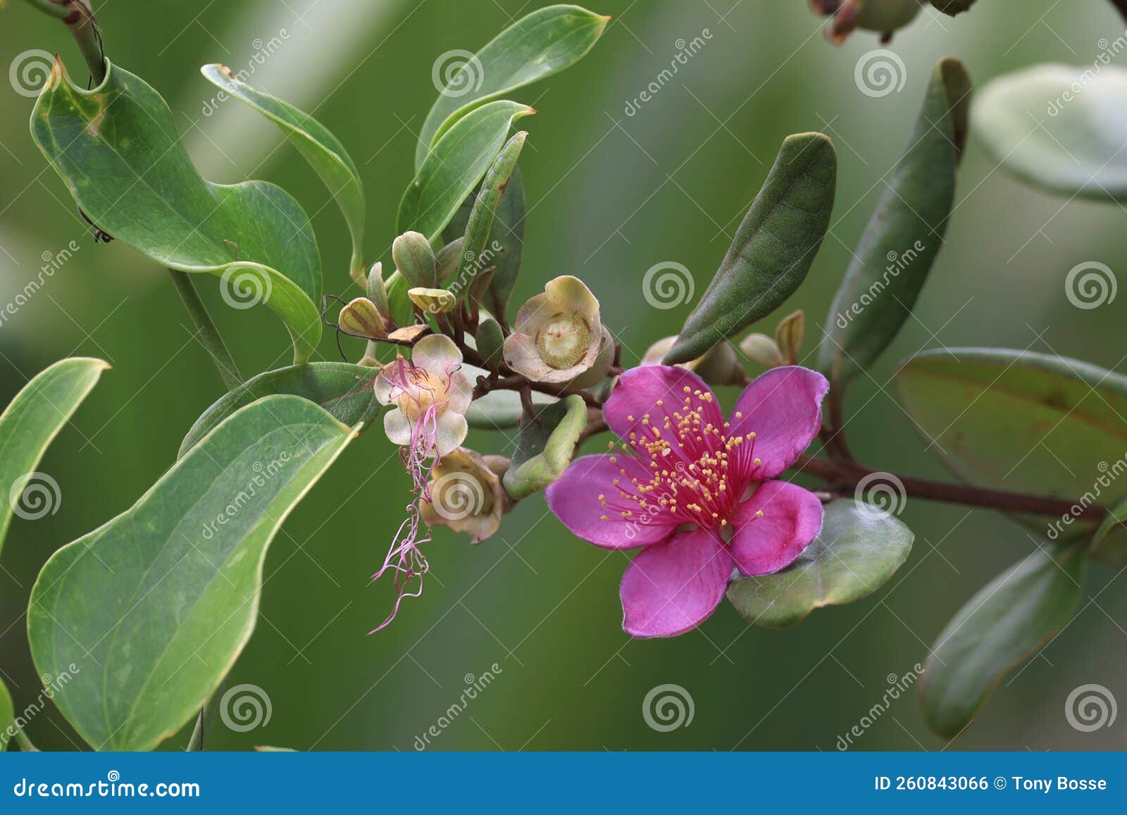 Rose Myrtle Closeup stock photo. Image of botanical - 260843066