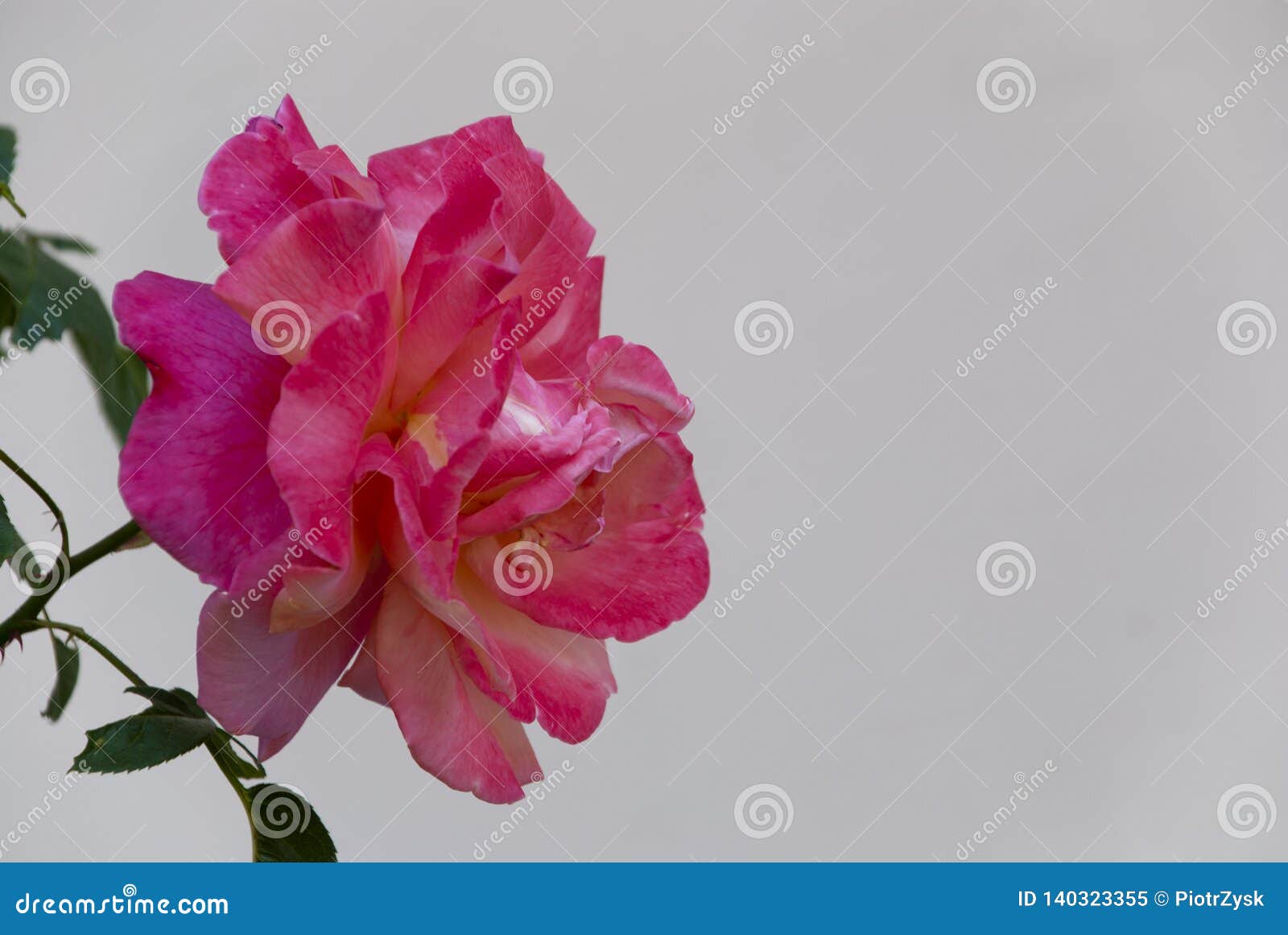 Rose on a Neutral Background Stock Image - Image of background, flora ...