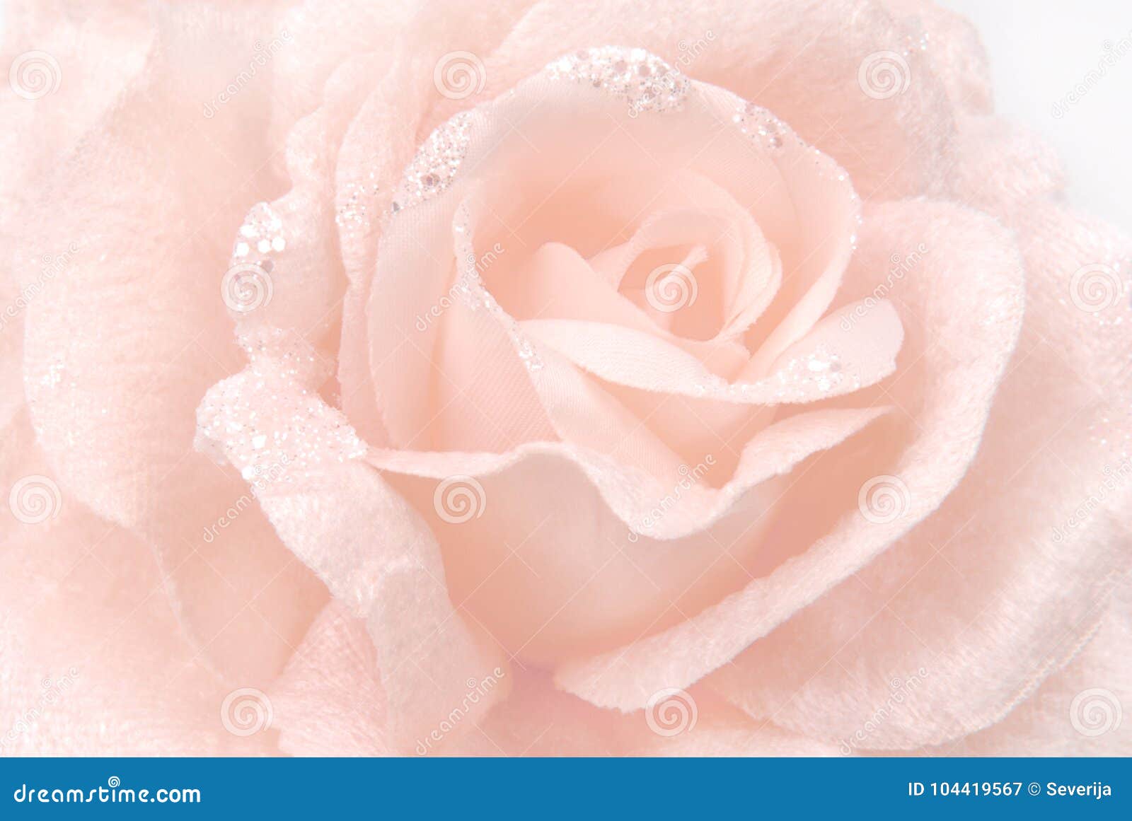 Red Rose In Soft Focus On Buff Background Royalty-Free Stock ...