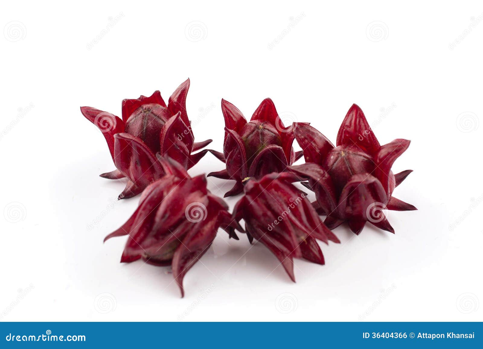 Closeup of Roselle Flowers in White Stock Photo - Image of batch ...
