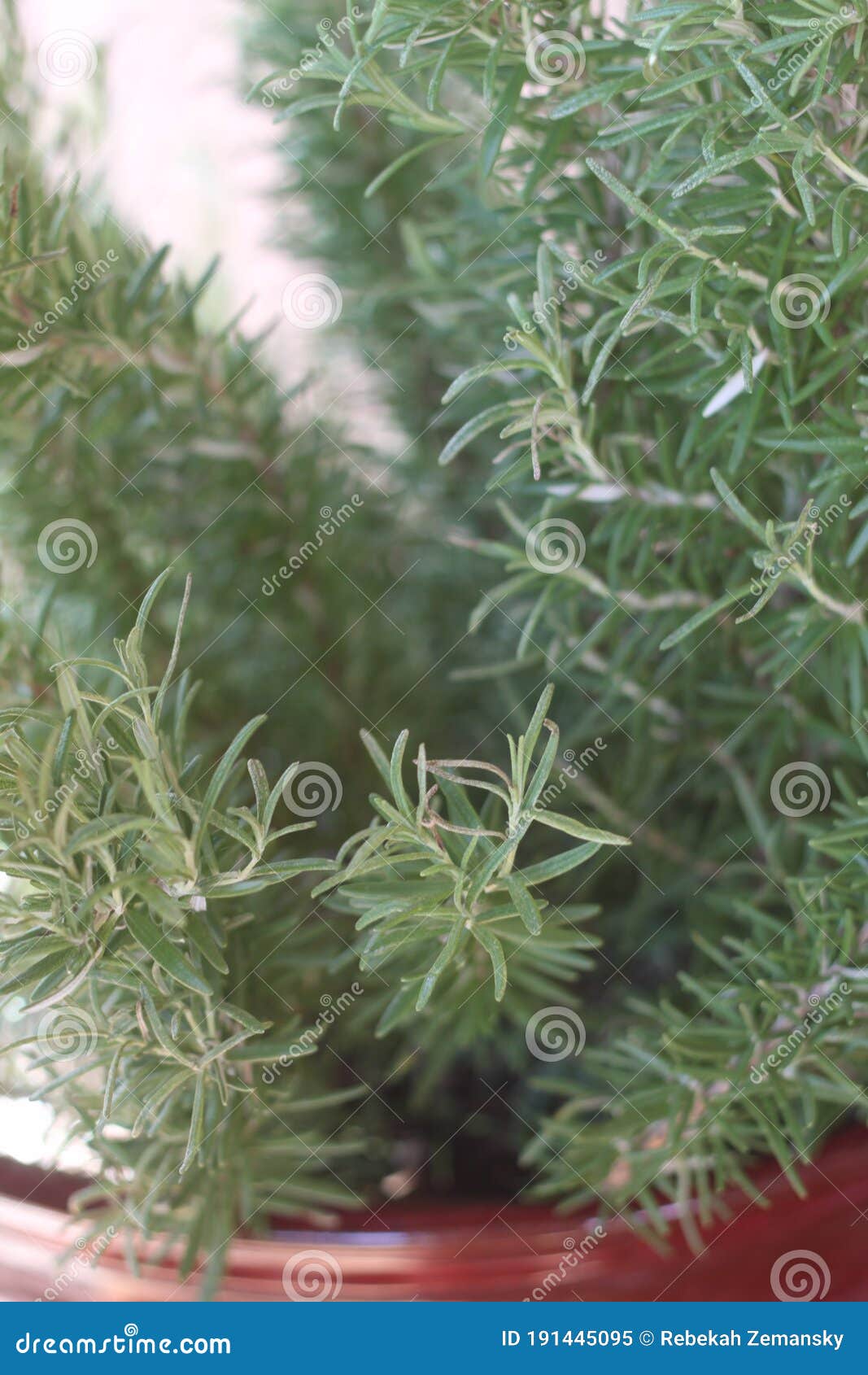 Rosemary bush 0472 stock image. Image of desert, ecology - 191445095
