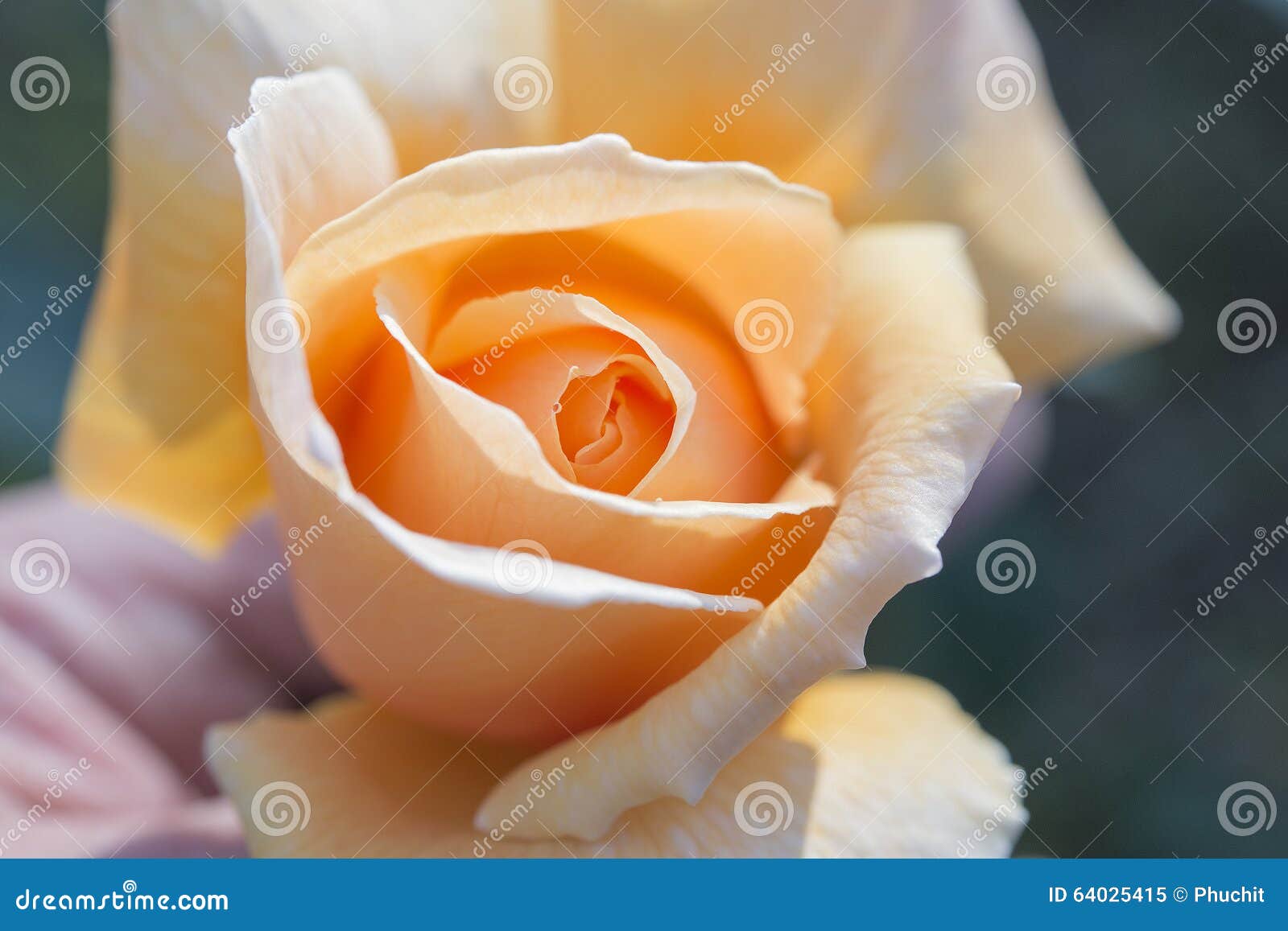 Closeup of the roses stock image. Image of nature, single - 64025415