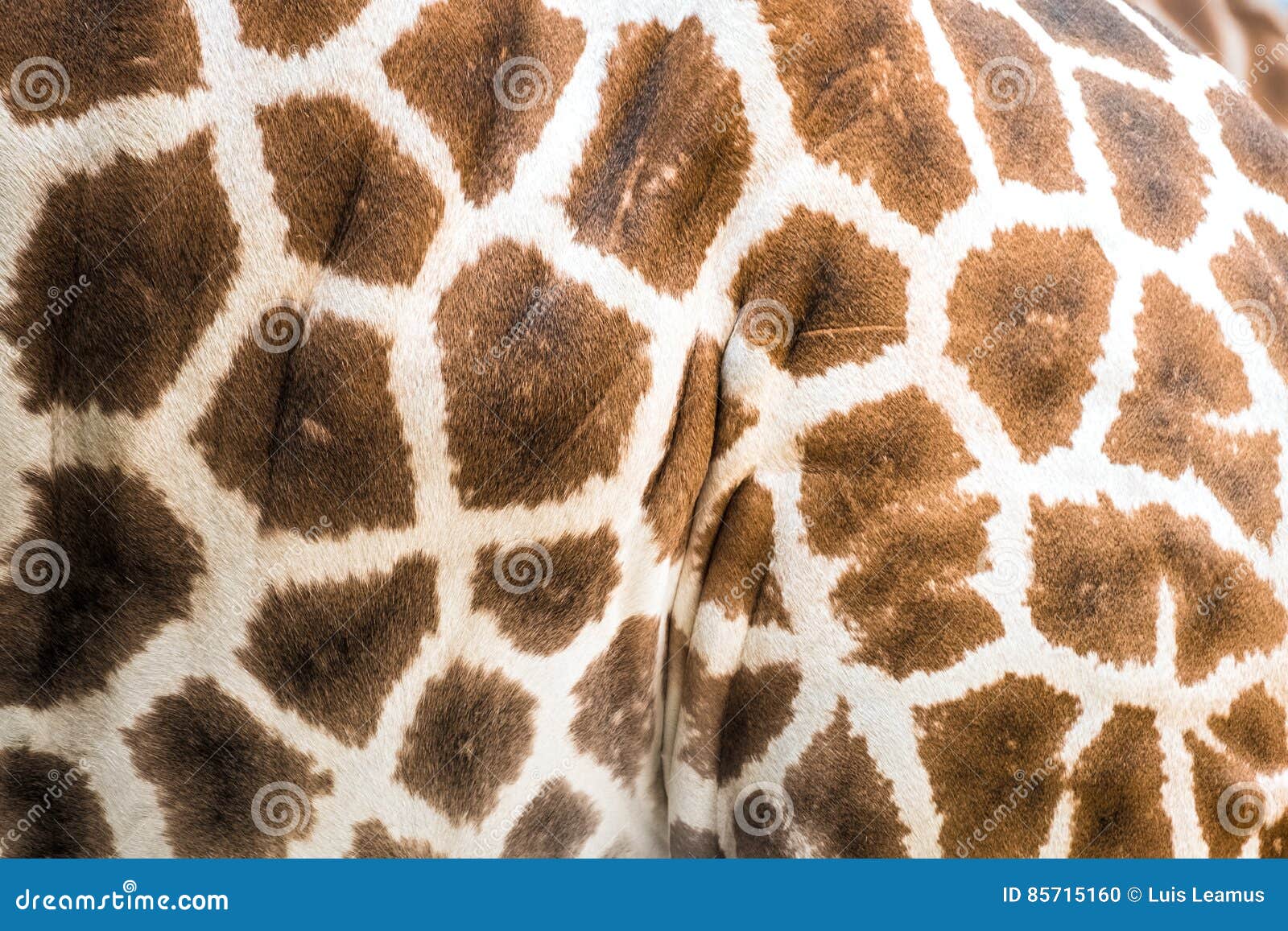 Closeup of a Rothschild`s Giraffe Coat Stock Photo - Image of long ...