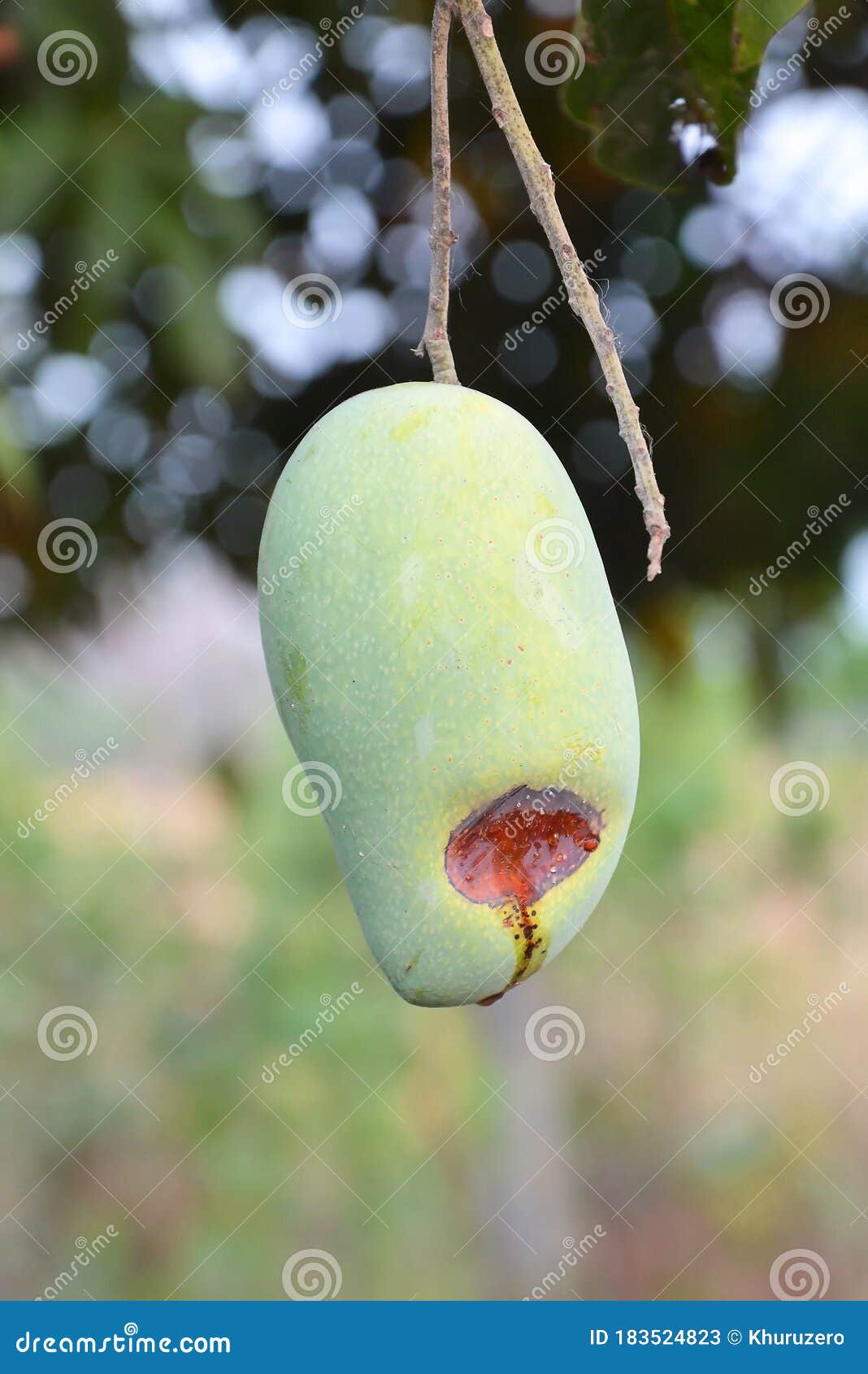 Rotten Mango Isolated On White Background With Clippingpath Stock Image ...