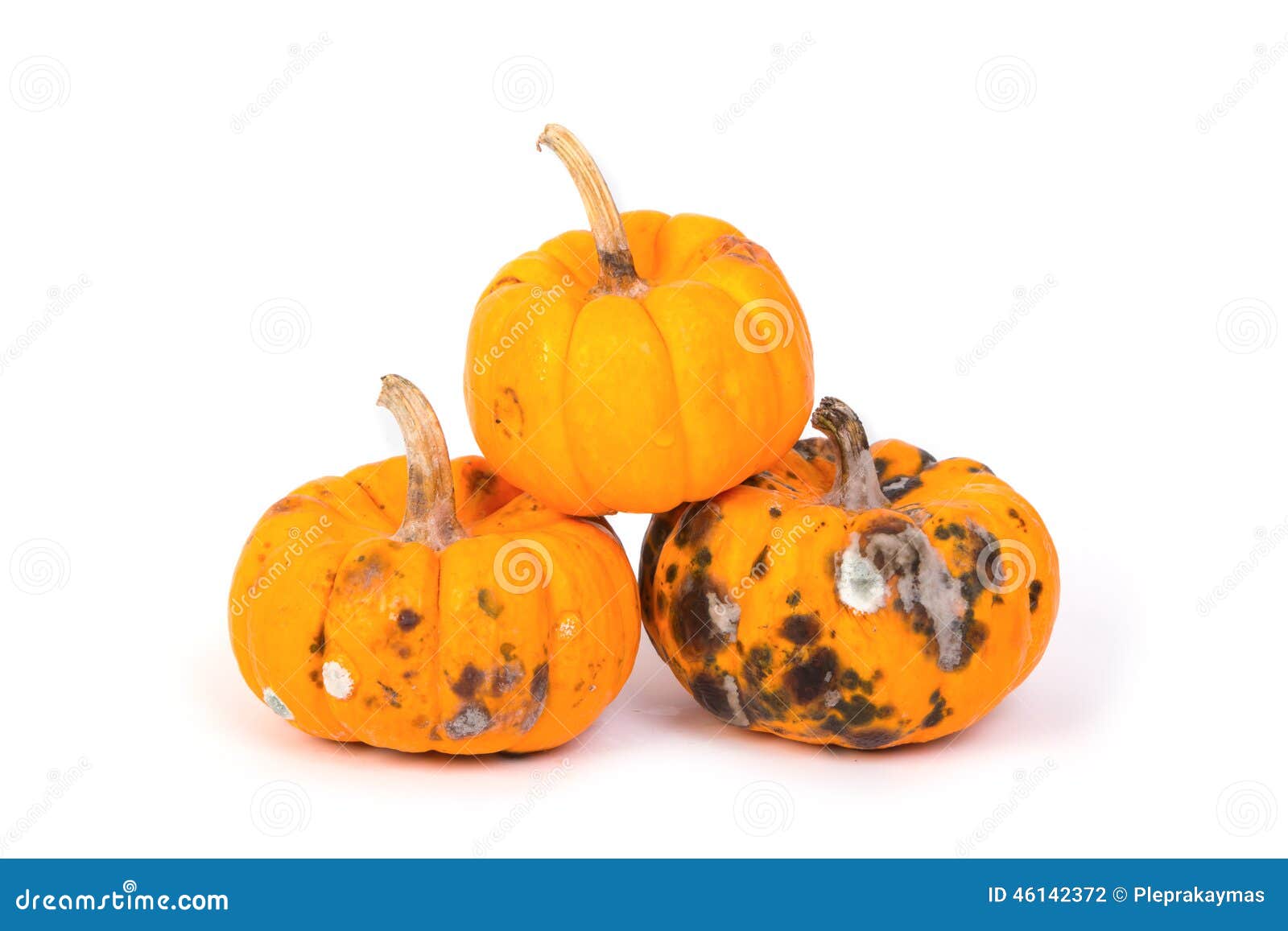 Closeup of rotten pumpkin stock photo. Image of decline - 46142372