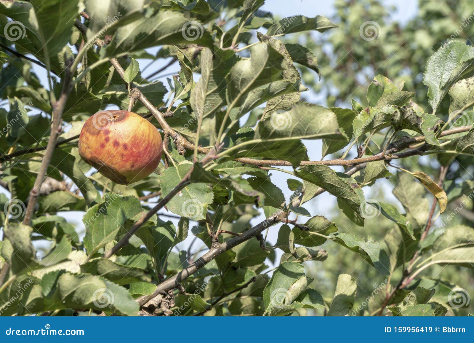 A Rotten Apple Has Worm on the Tree Stock Image - Image of apple ...