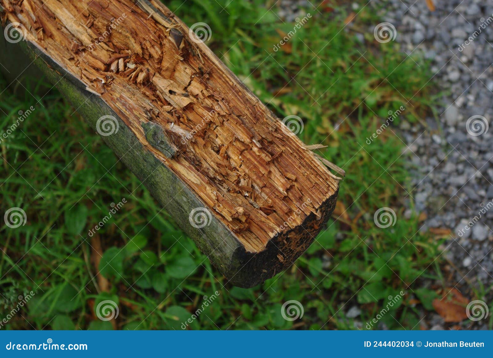 Closeup rotten tree log stock photo. Image of insect - 244402034