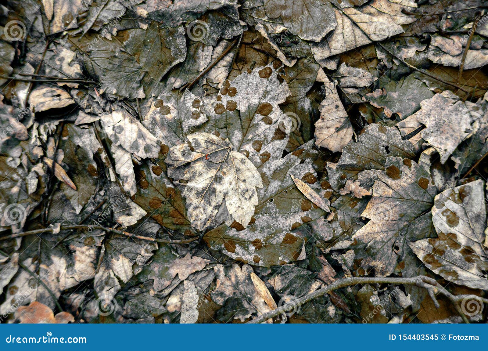 Rotting Leaves stock image. Image of rotting, leaves - 154403545
