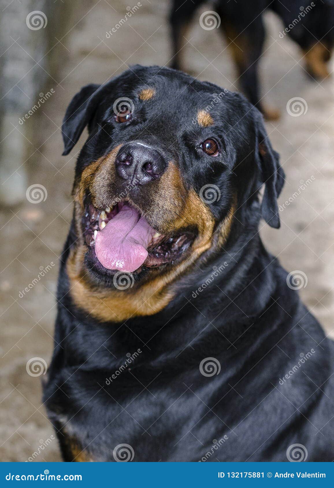 Closeup of rottweiler stock image. Image of domestic - 132175881