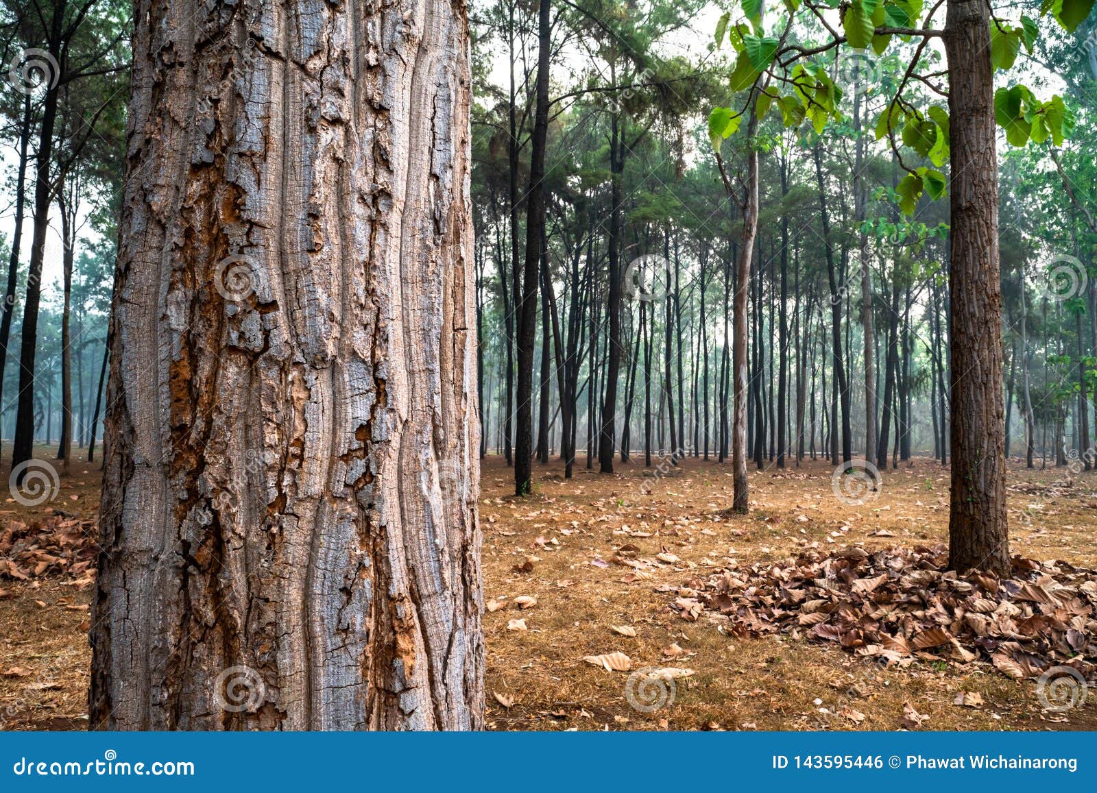 Closeup of Rough Brown Tree Trunk in the Middle of Pine Tree Forest ...