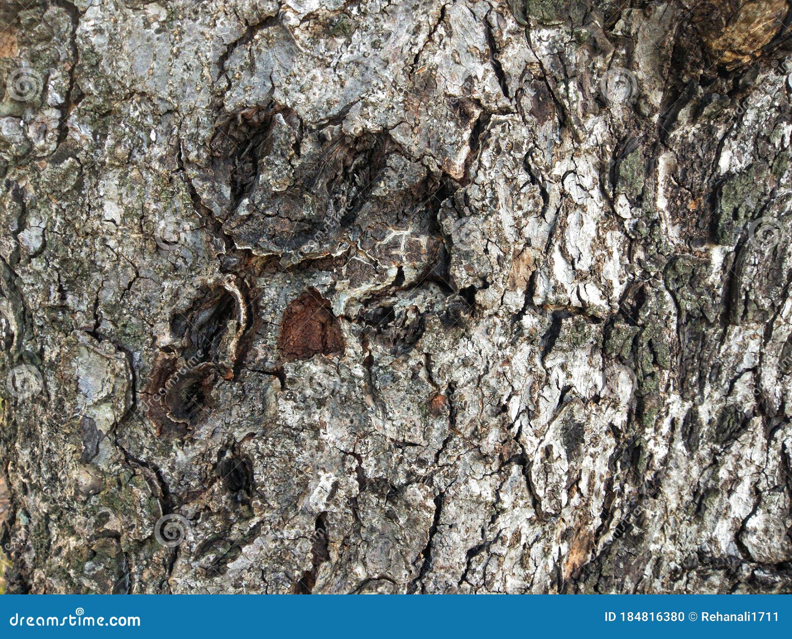 Surface Tree Roots Royalty-Free Stock Photography | CartoonDealer.com ...