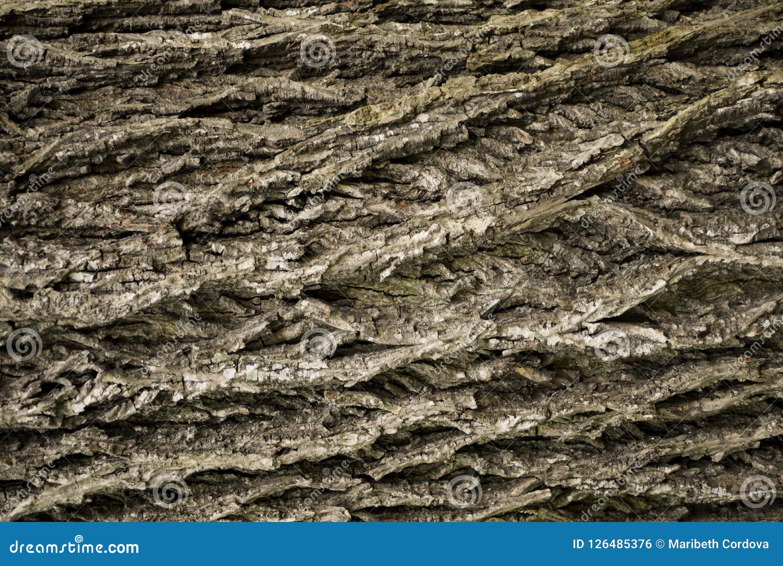Closeup of Rough Wavy Tree Bark Stock Photo - Image of flows, tree ...