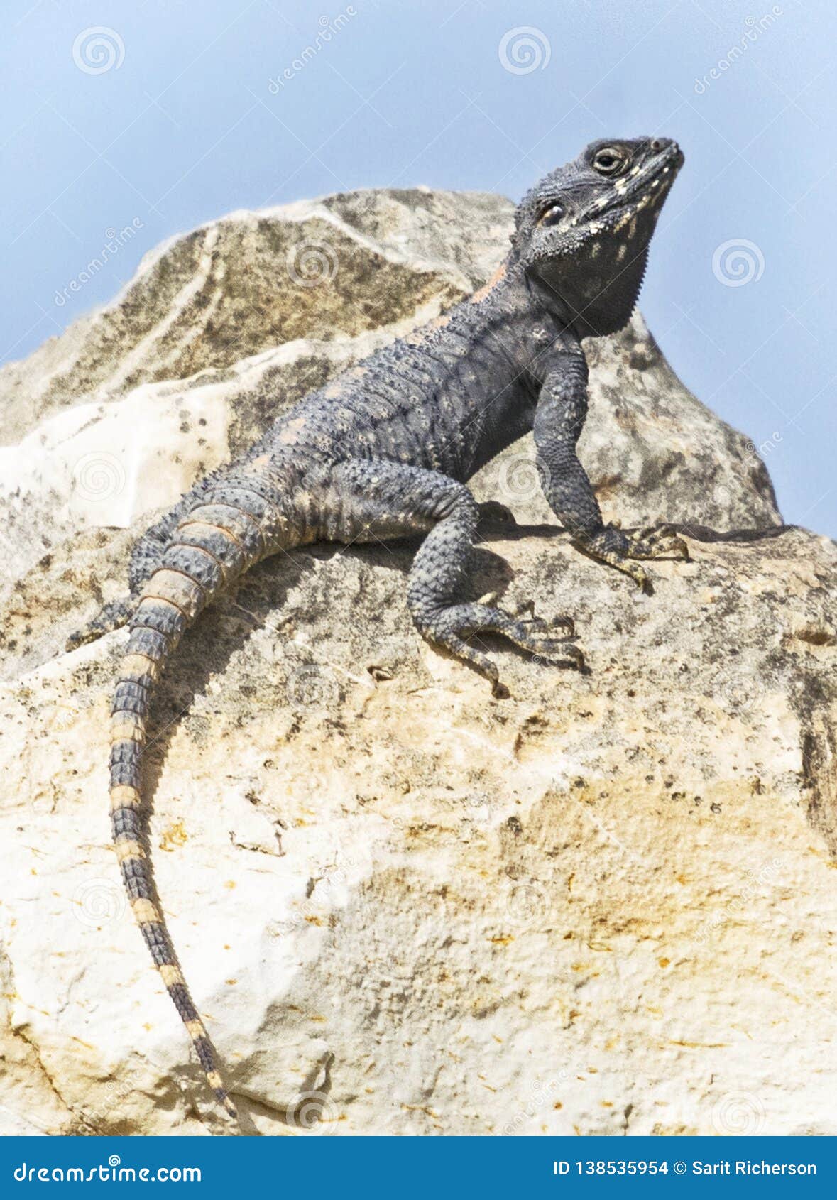 Closeup of a Roughtail Rock Agama Lizard on a Boulder Stock Photo ...