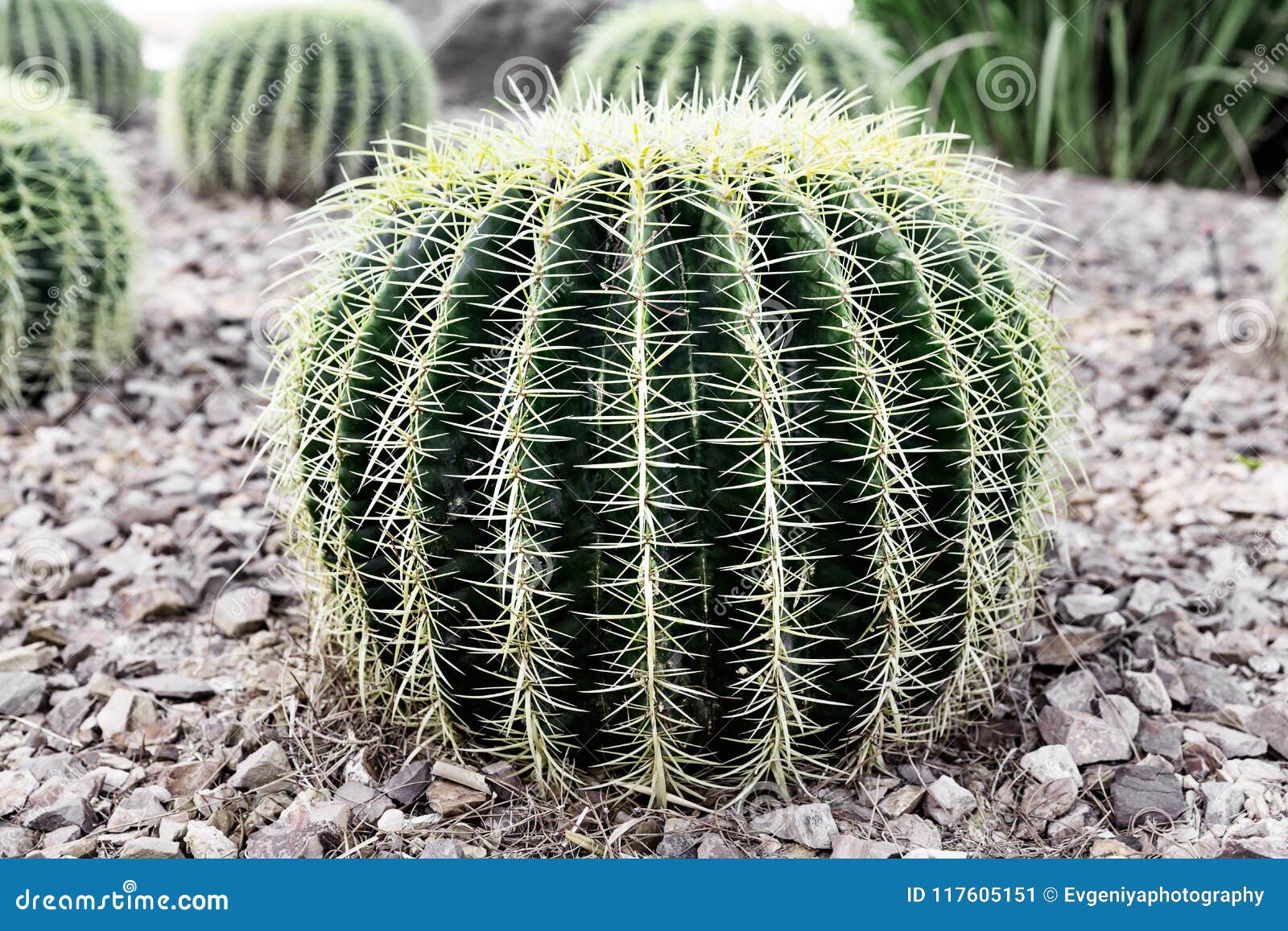 Closeup of Round Cactus in Desert for Design Stock Image - Image of ...