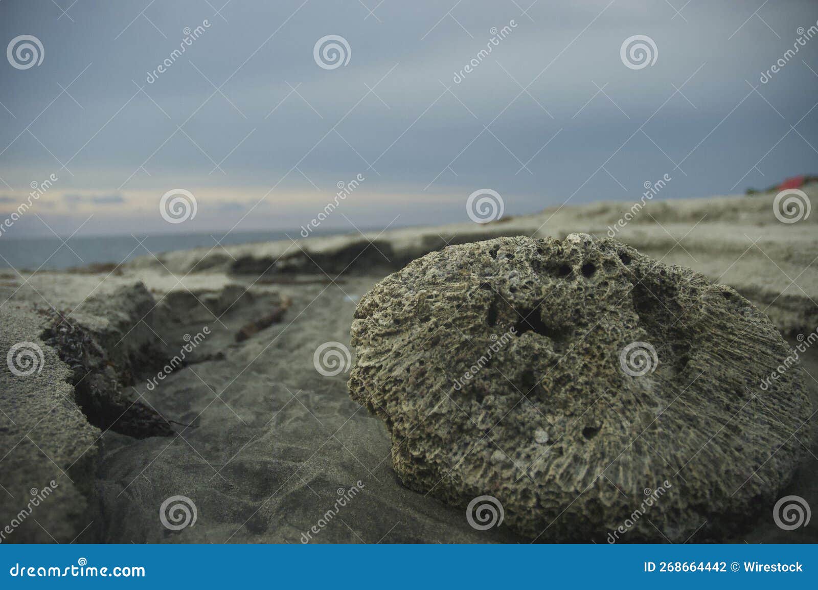 Closeup of a Round Rock with Texture at the Sandy Beach Stock Photo ...