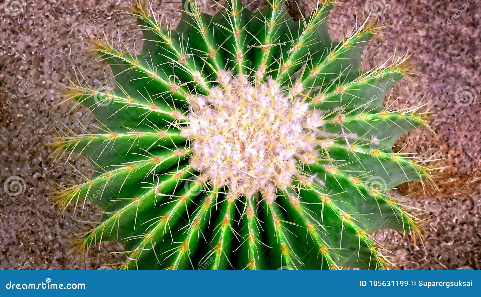 Round Spiky Cactus on the Rock Stock Image - Image of round, botanical ...