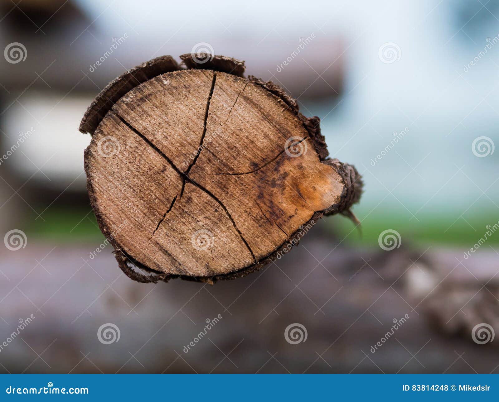 Closeup of Round Wood Crosscut Stock Photo - Image of wood, surface ...