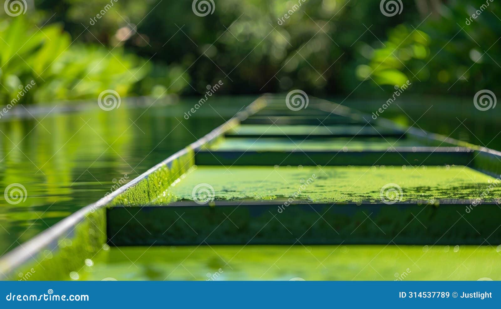 A Closeup of a Row of Large Flat Algae Ponds Reflecting the Bright ...