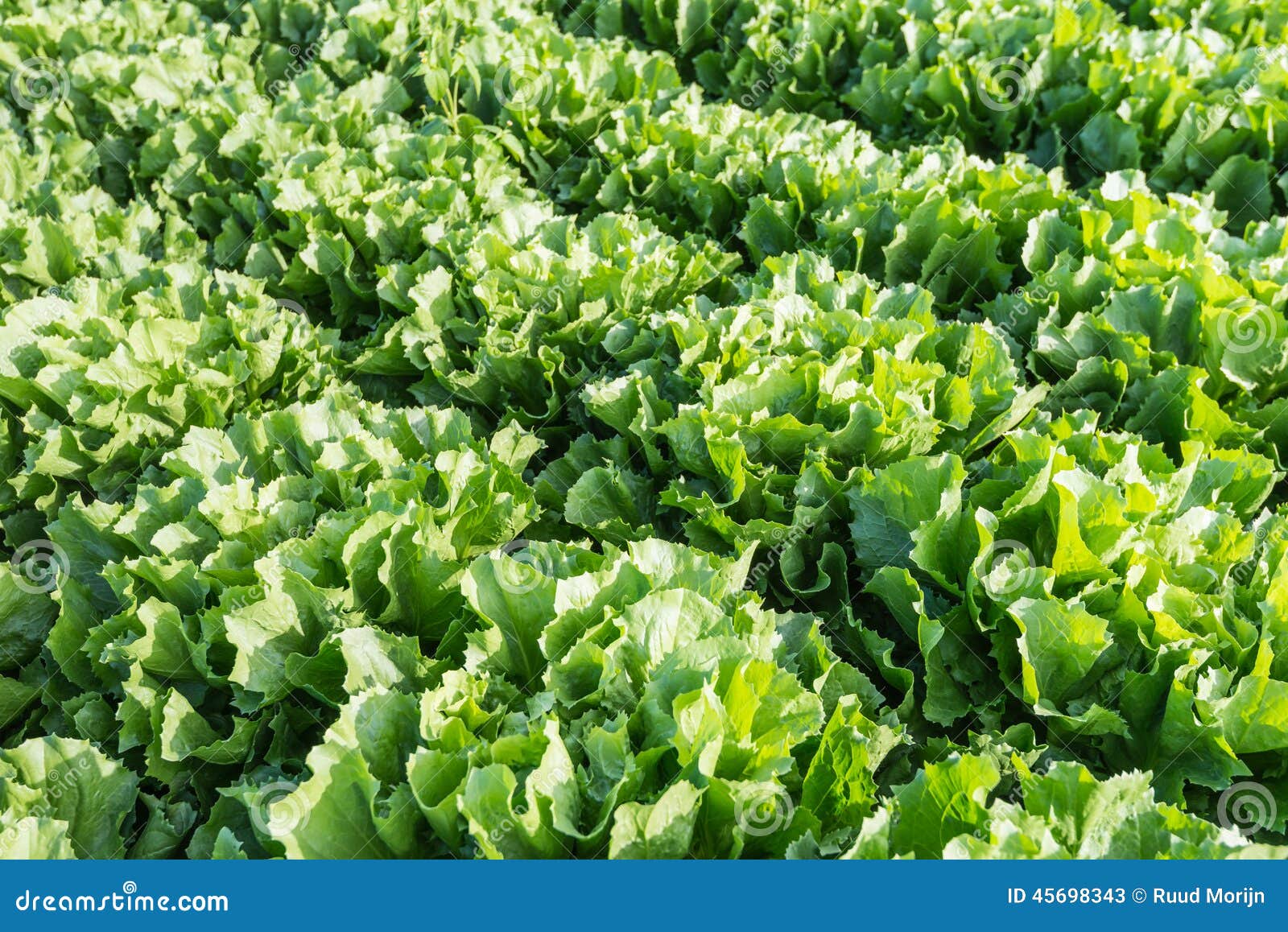 Closeup of Rows of Endive Plants in the Field Stock Image - Image of ...