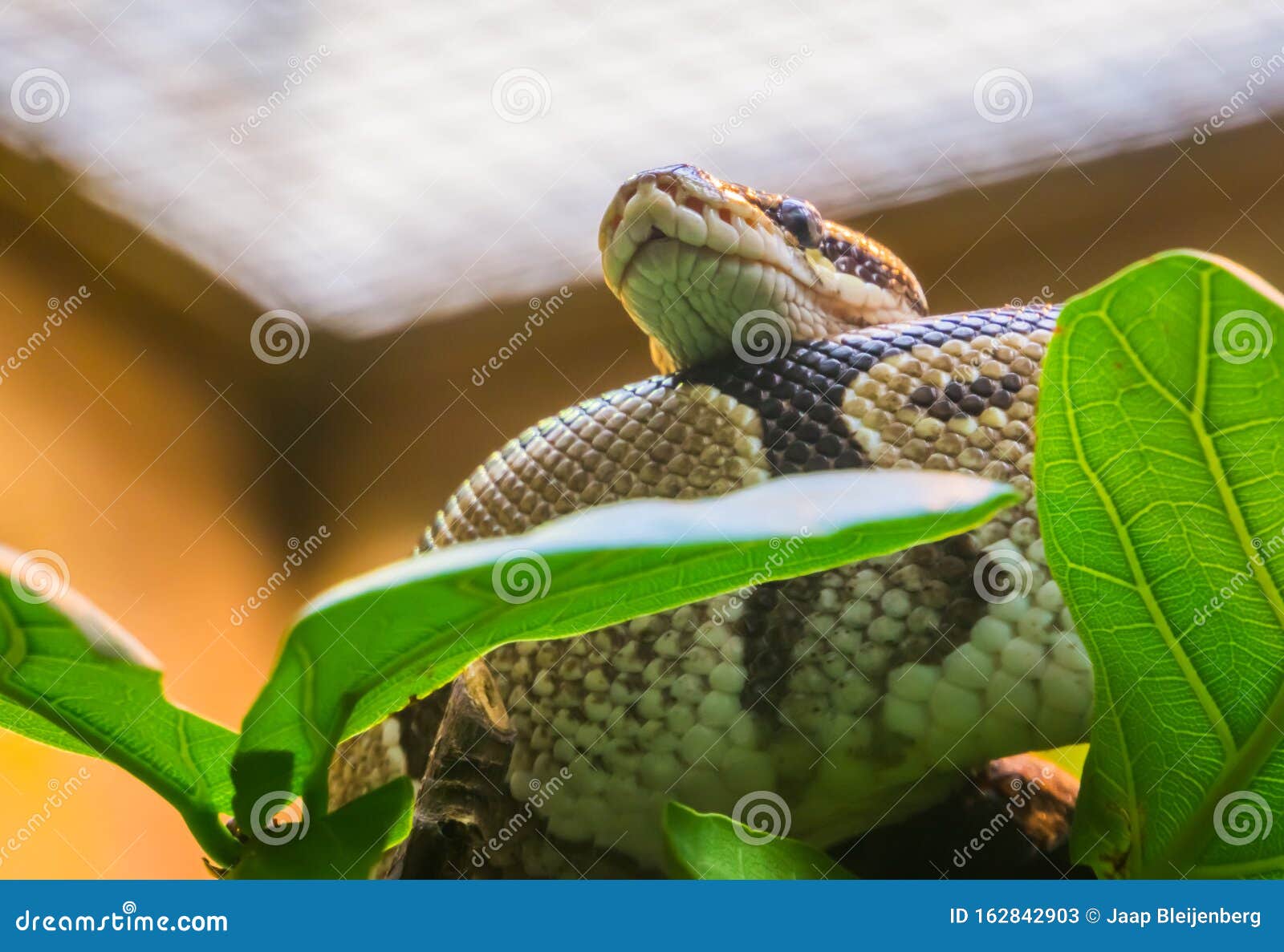 Closeup of a Royal Python Laying in a Tree, Tropical Constrictor Snake ... Closeup of a Royal Python Laying in a Tree, Tropical Constrictor Snake ...