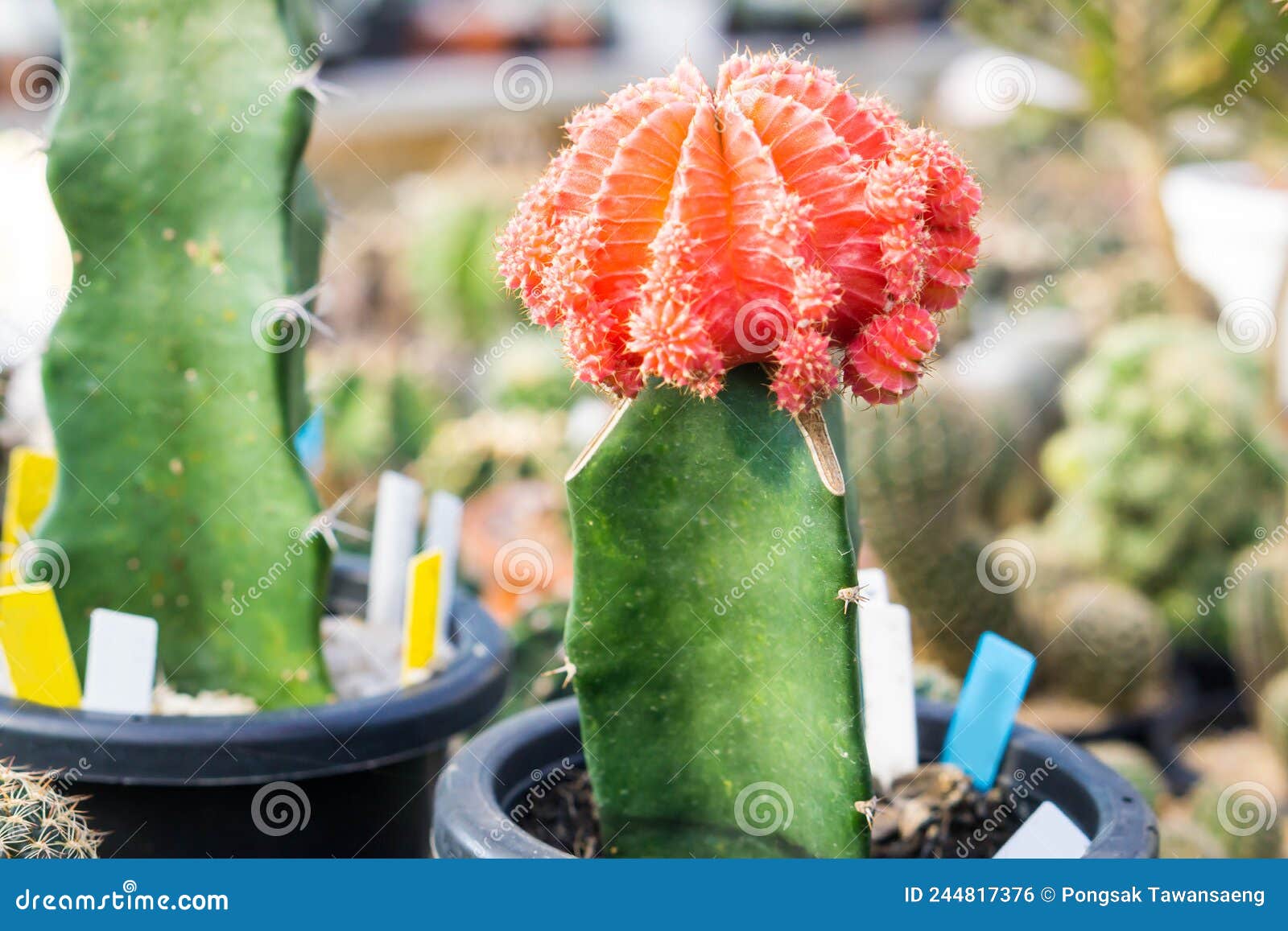 Closeup Ruby Ball or Grafted Cactus in Greenhouse Plant, Selective ...