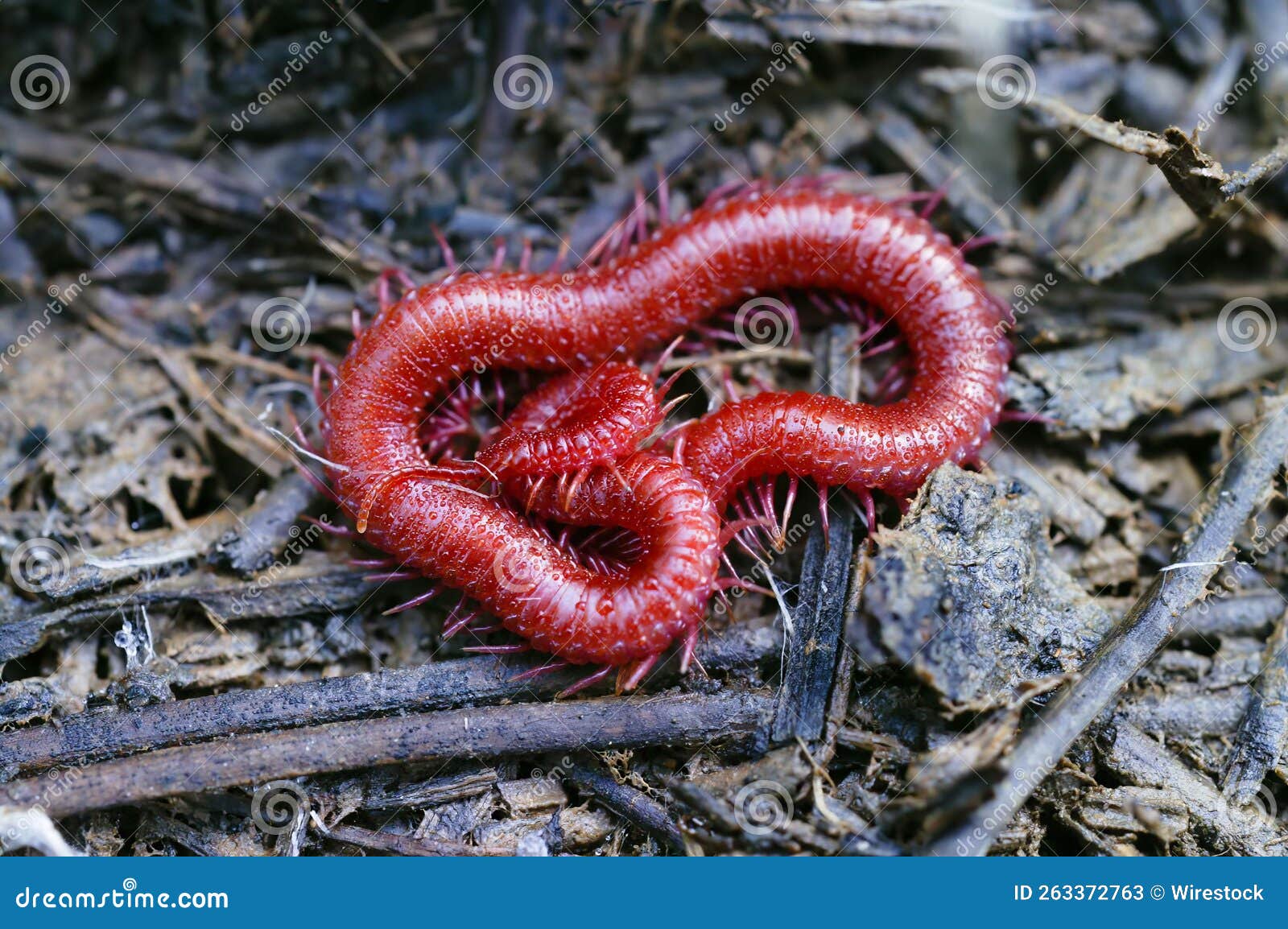 Closeup of a Ruby Red Centipede Coiled on the Ground in a Forest of ...