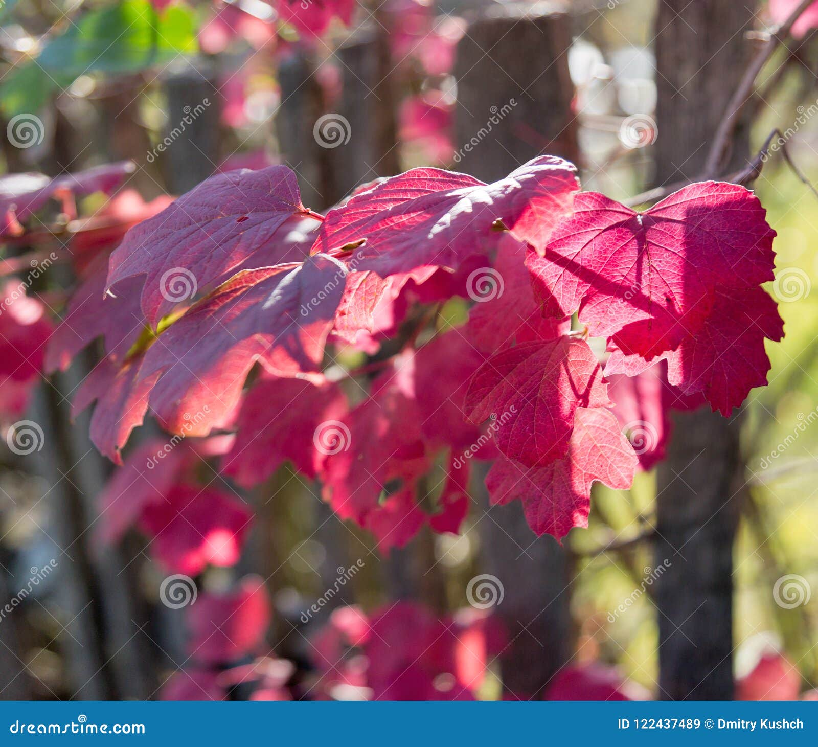 Closeup on Ruby Red Colored Autumn Leaves Stock Image - Image of beauty ...