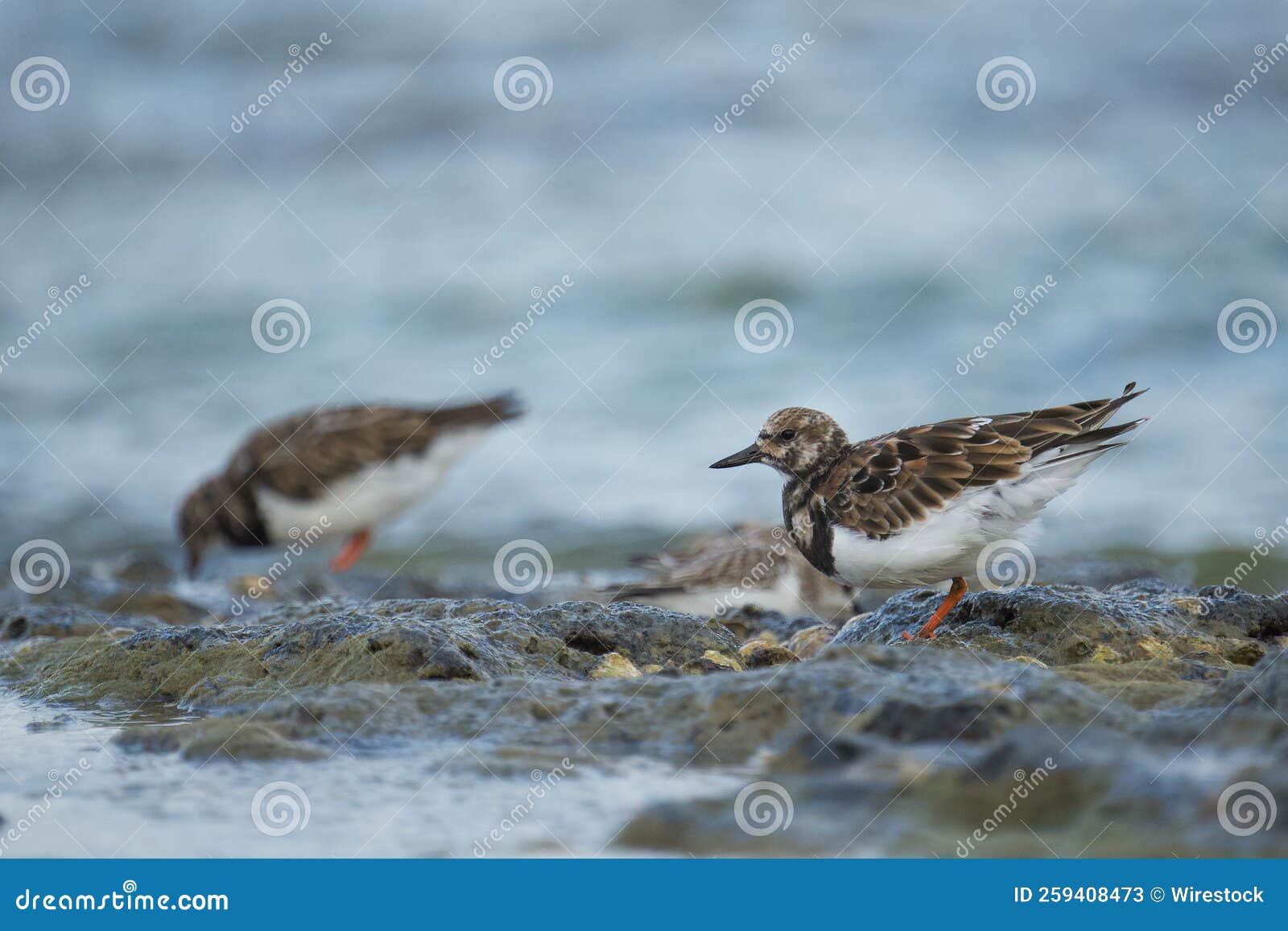 Closeup of Ruddy Turnstone Perching on Wet Ground Stock Image - Image ...