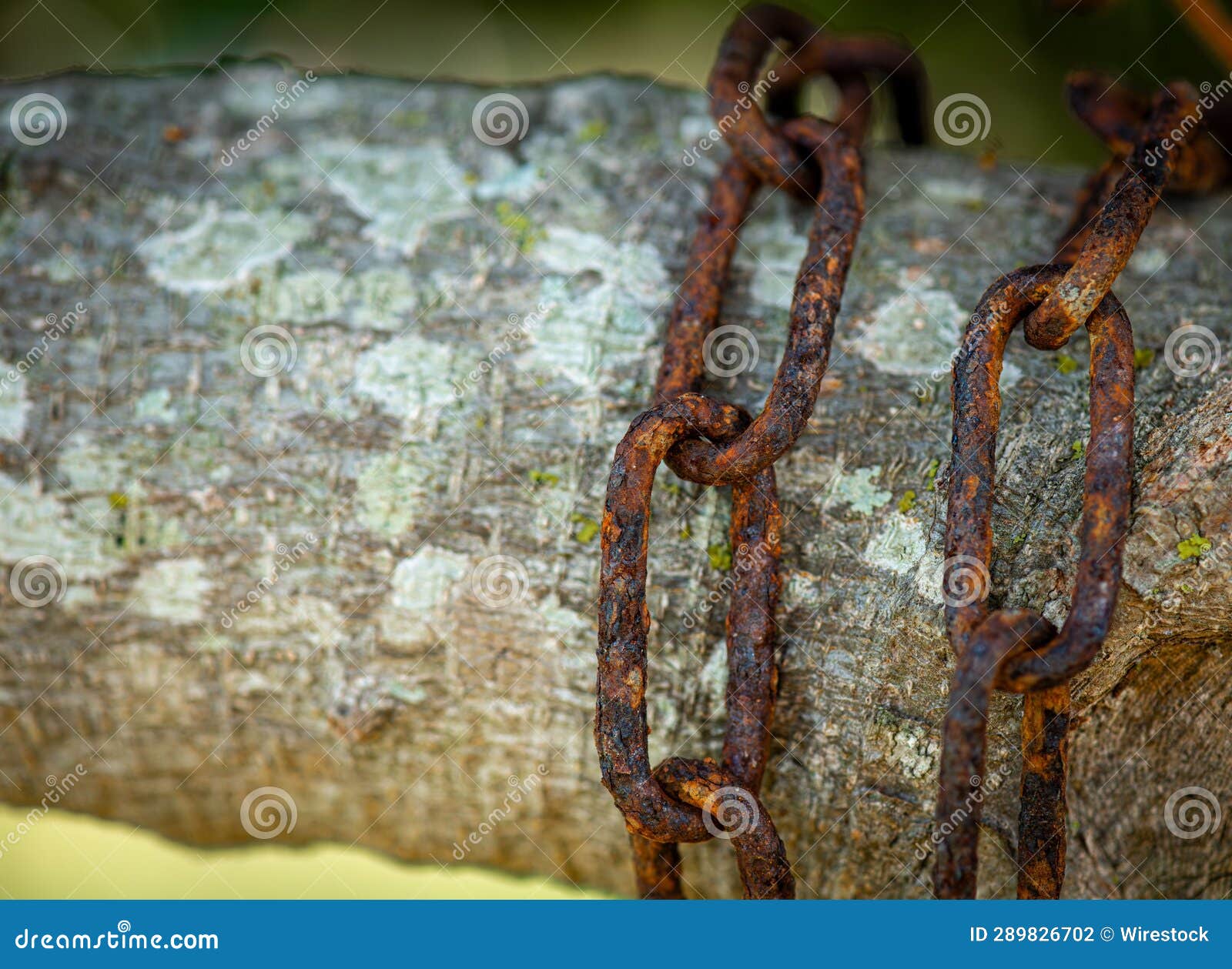 Closeup of a Rusty Metal Chain Link on a Tree Log Stock Photo - Image ...