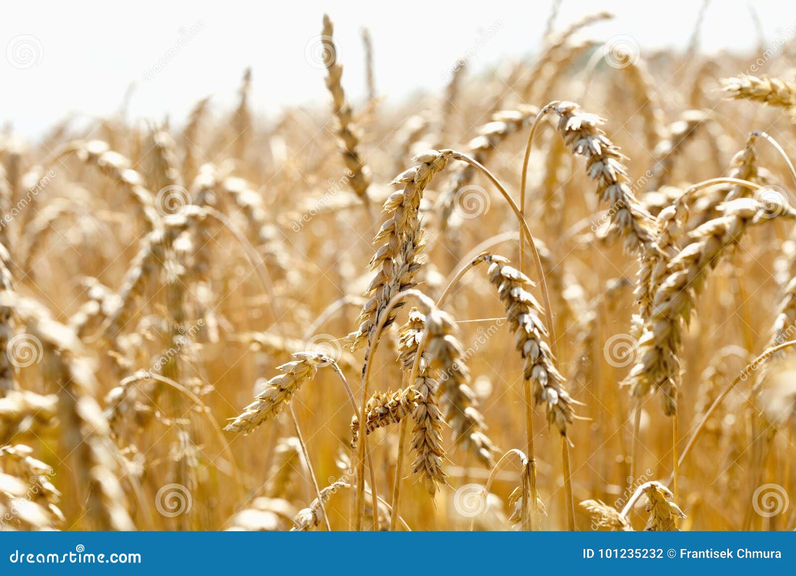 Closeup of Rye in a Field in Bohemia. Stock Photo - Image of stem, ripe ...