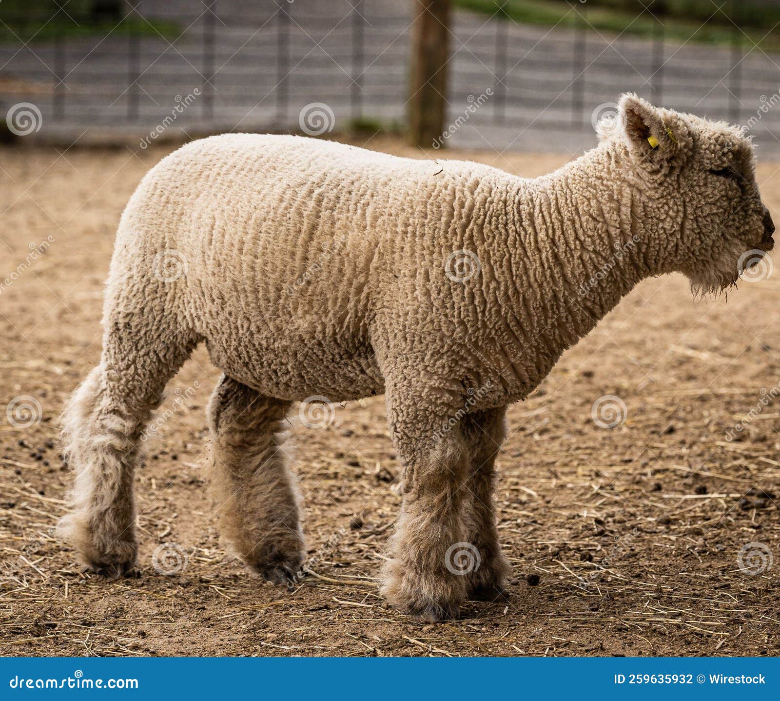 Closeup of a Ryeland Sheep on a Farm Stock Photo - Image of countryside ...