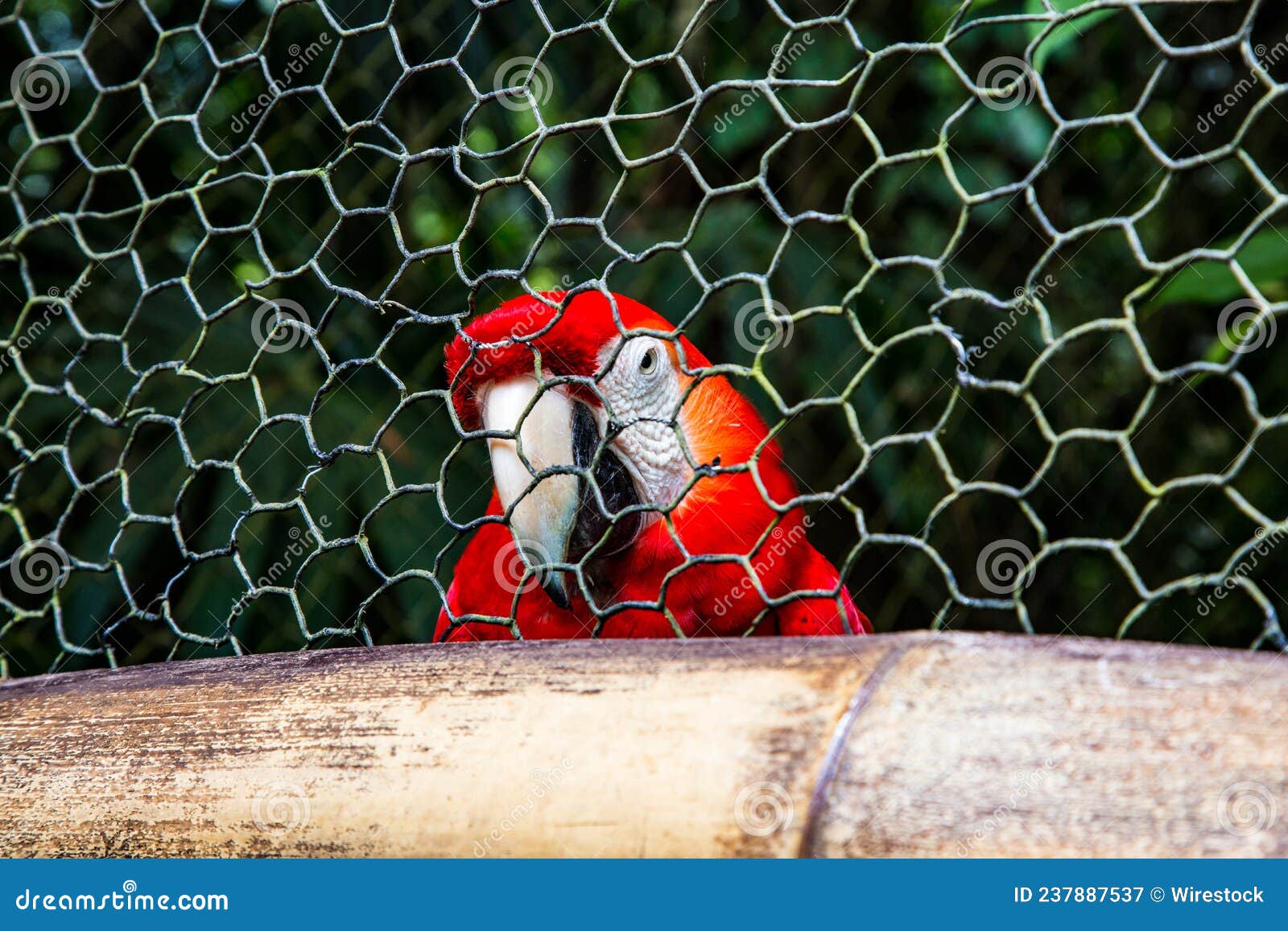 Closeup of a Sad Parrot Trapped in a Cage Stock Image - Image of nature ...