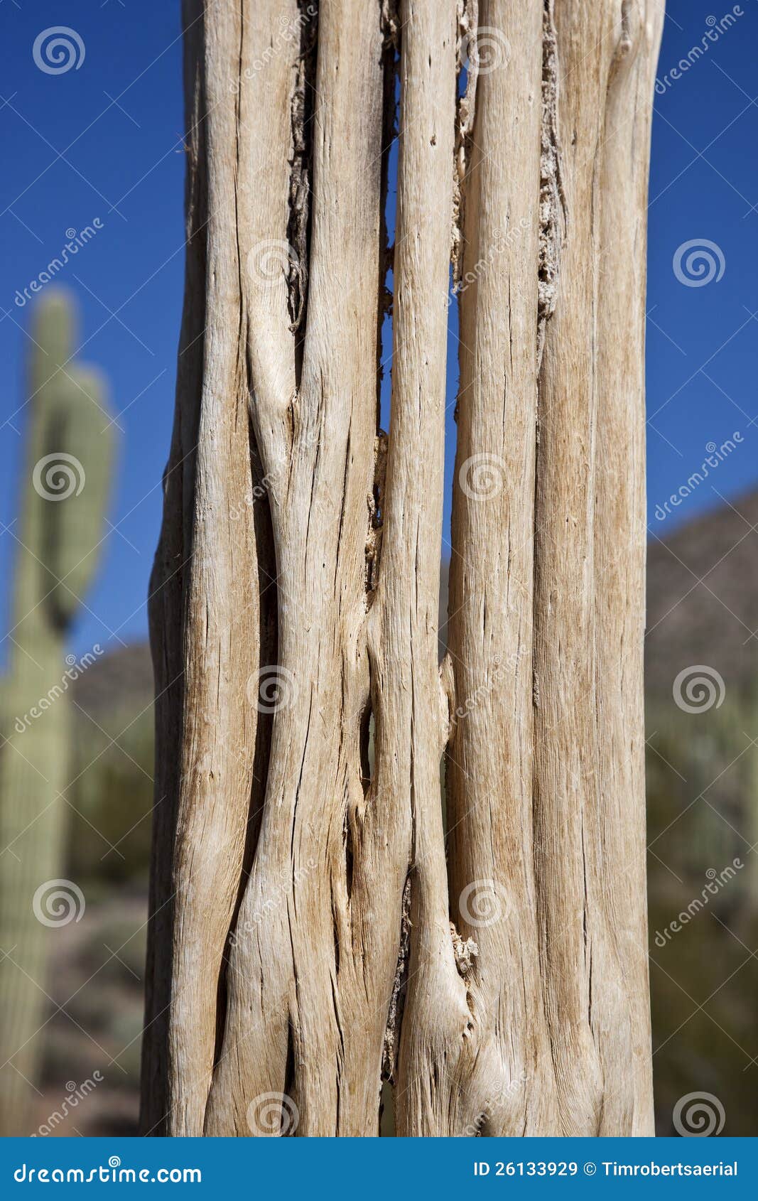 Closeup of Saguaro Cactus Skeleton Stock Image - Image of sonoran ...