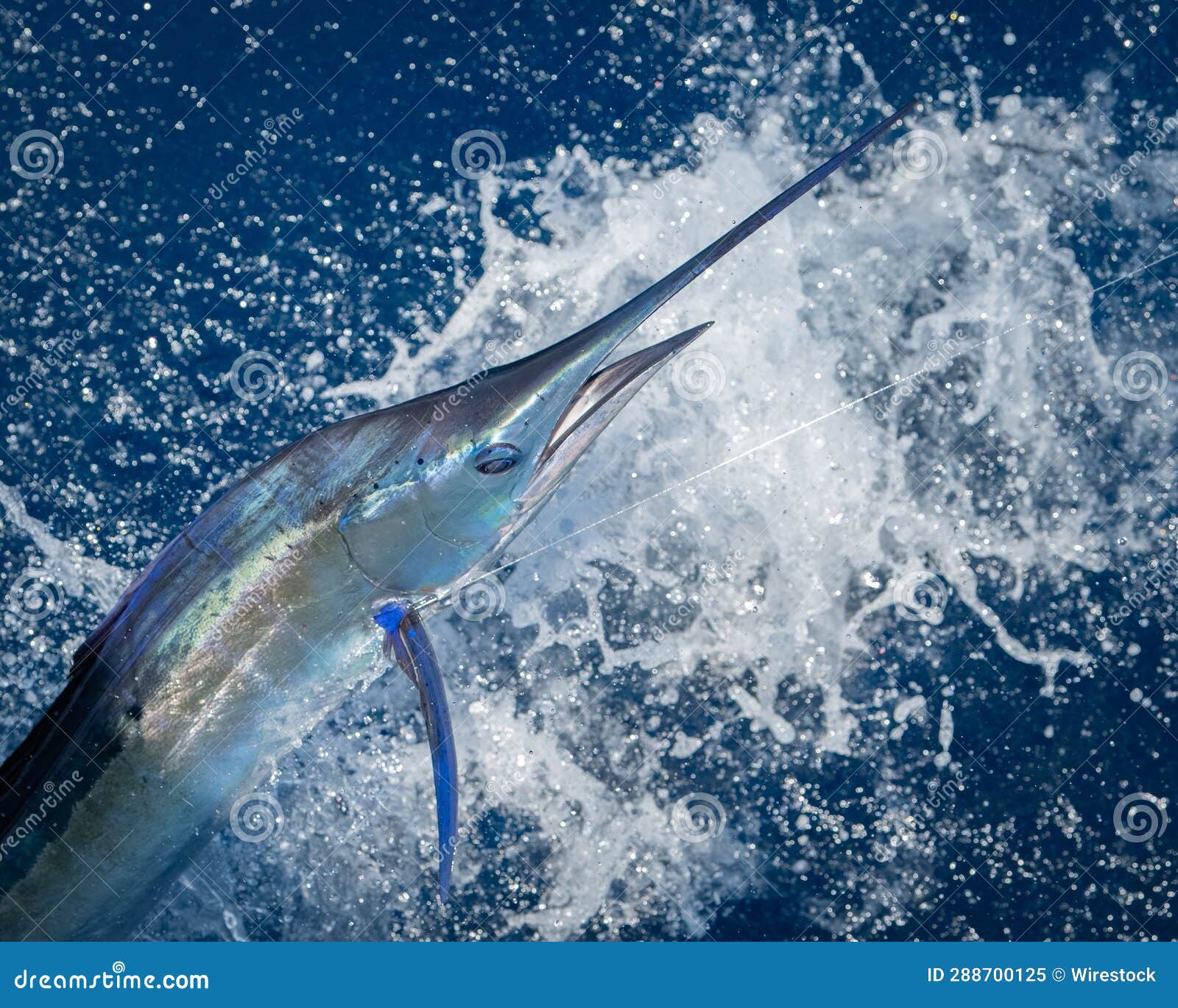 Closeup of a Sailfish in the Water Stock Image - Image of glimmering ...
